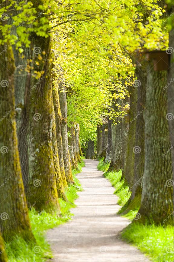 Small Footpath through Oak Tree Alley Stock Image - Image of lane ...