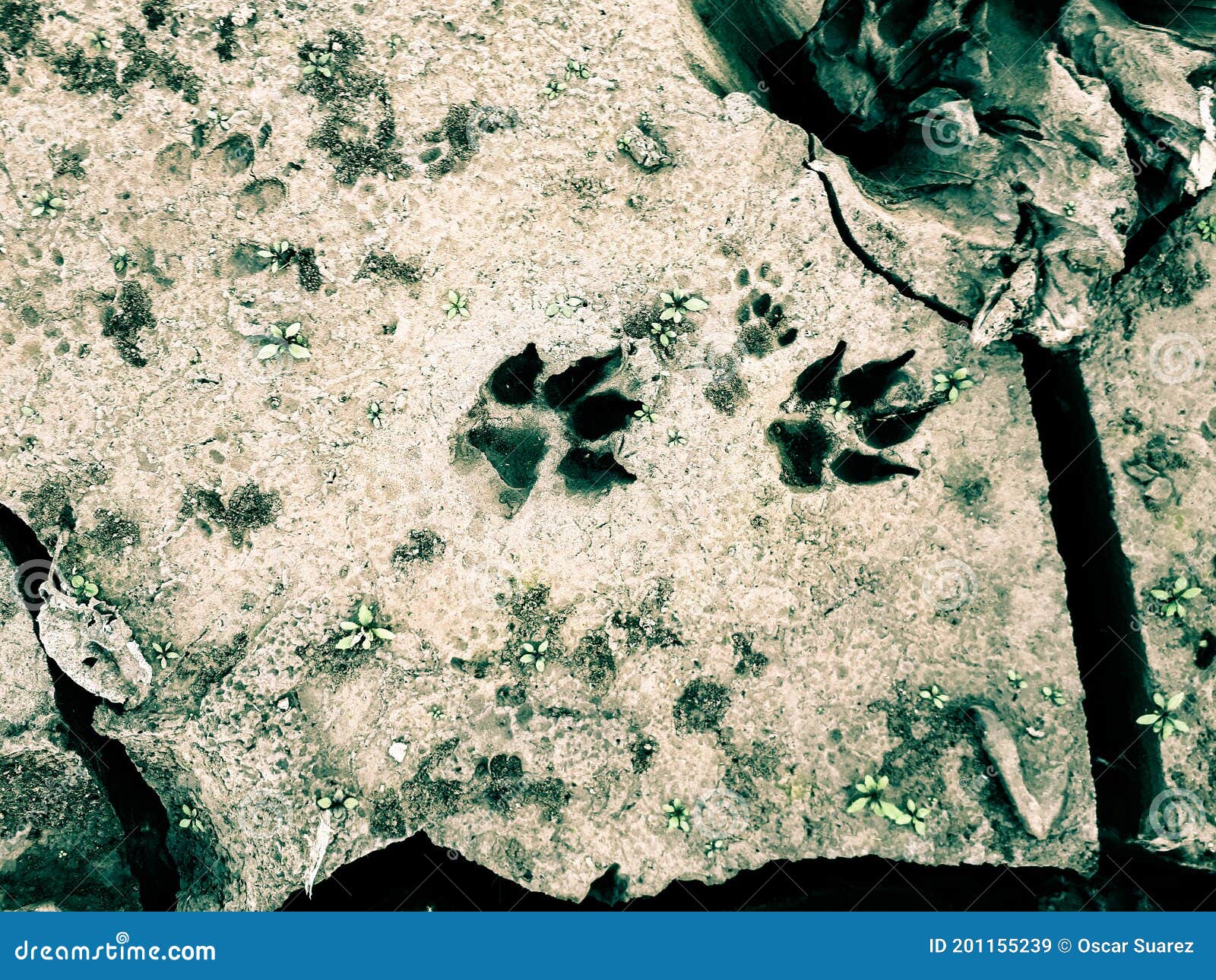 Small Footprints on the Ground Stock Image - Image of terrain ...