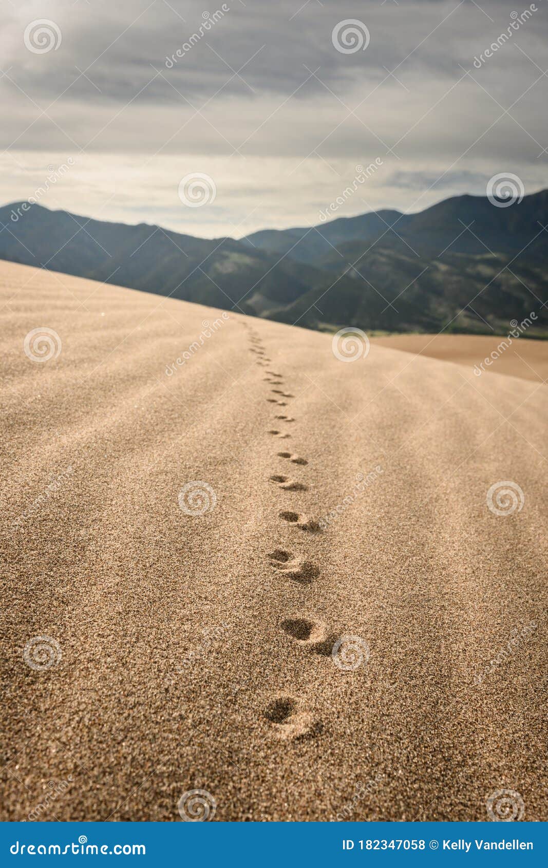 Small Footsteps Across Sand Stock Photo - Image of hiking, shimmer ...