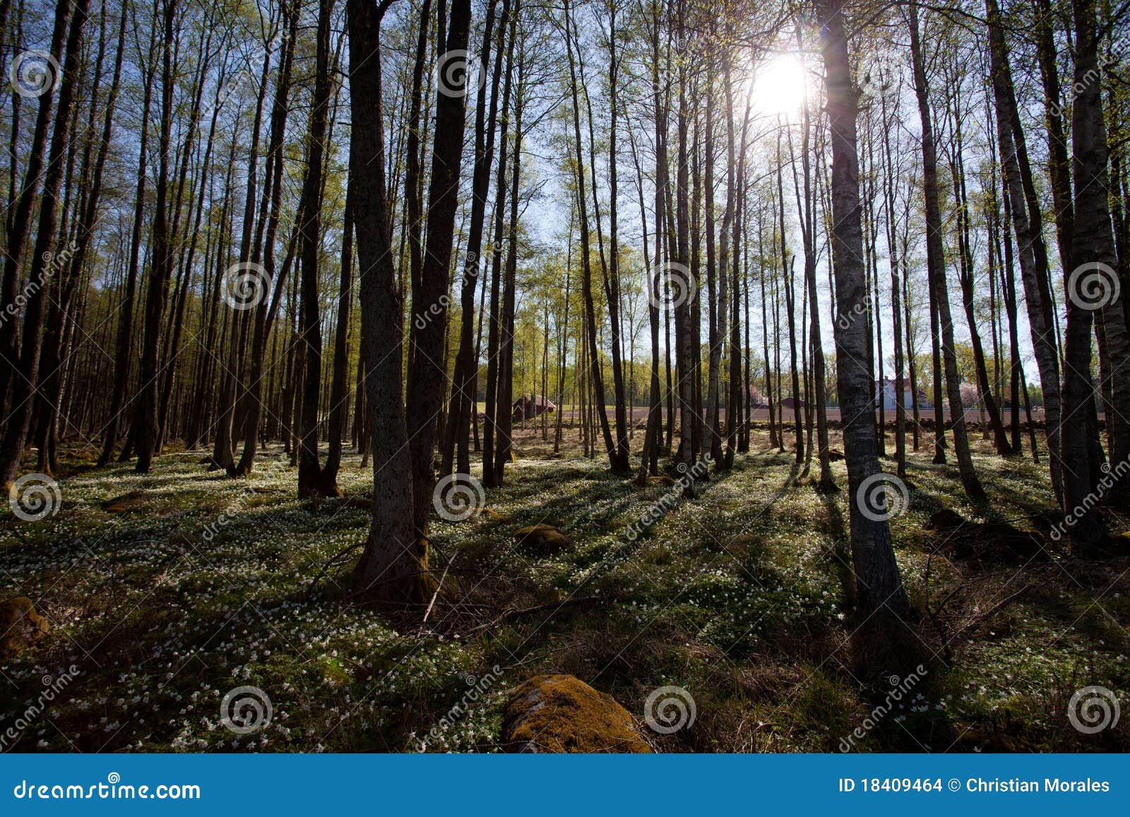 Small forest 2 stock photo. Image of trees, outdoors - 18409464