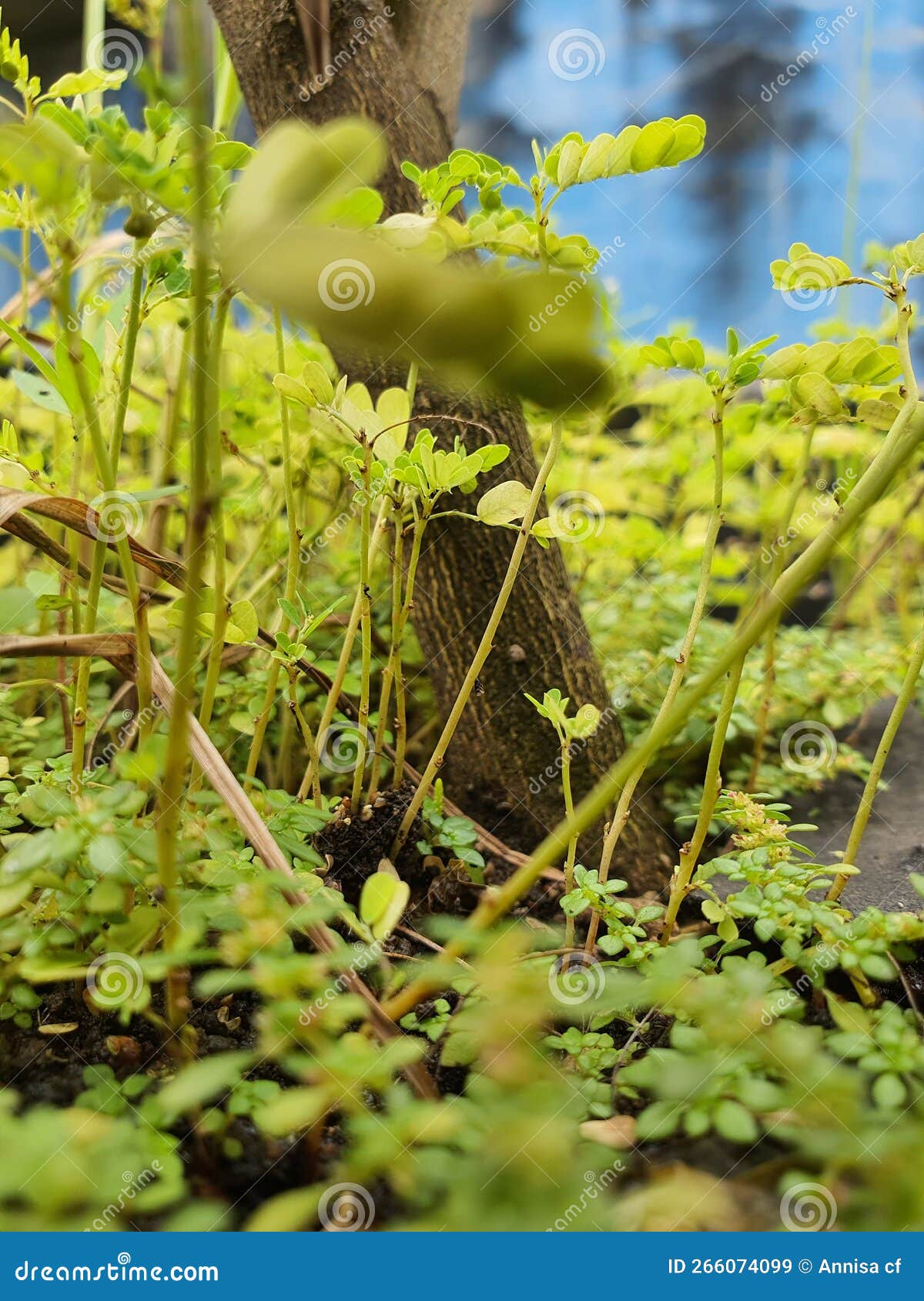 Small Forest with a Big Tree Stock Image - Image of invertebrate ...