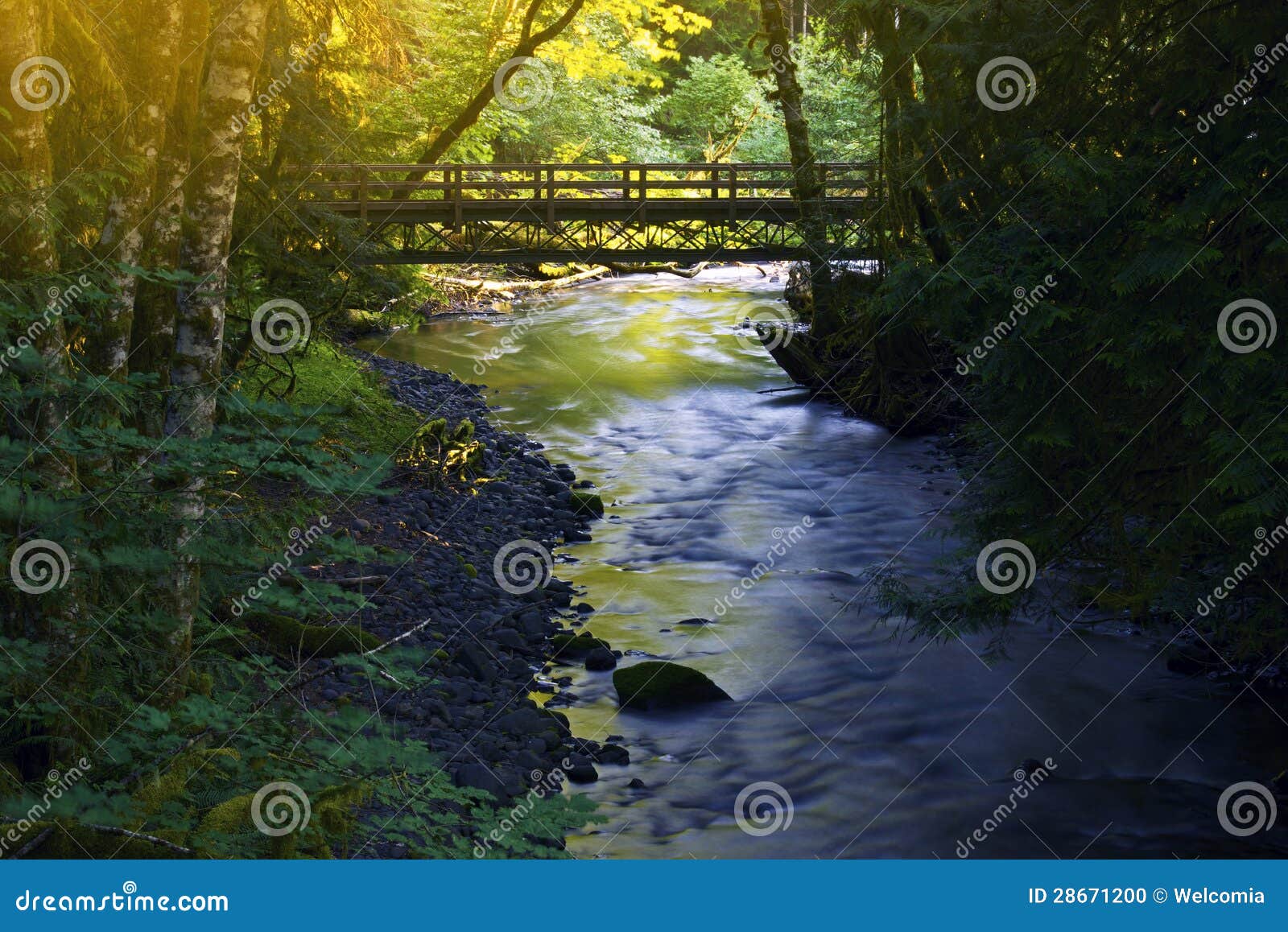 Small Forest Bridge stock photo. Image of plant, timber - 28671200