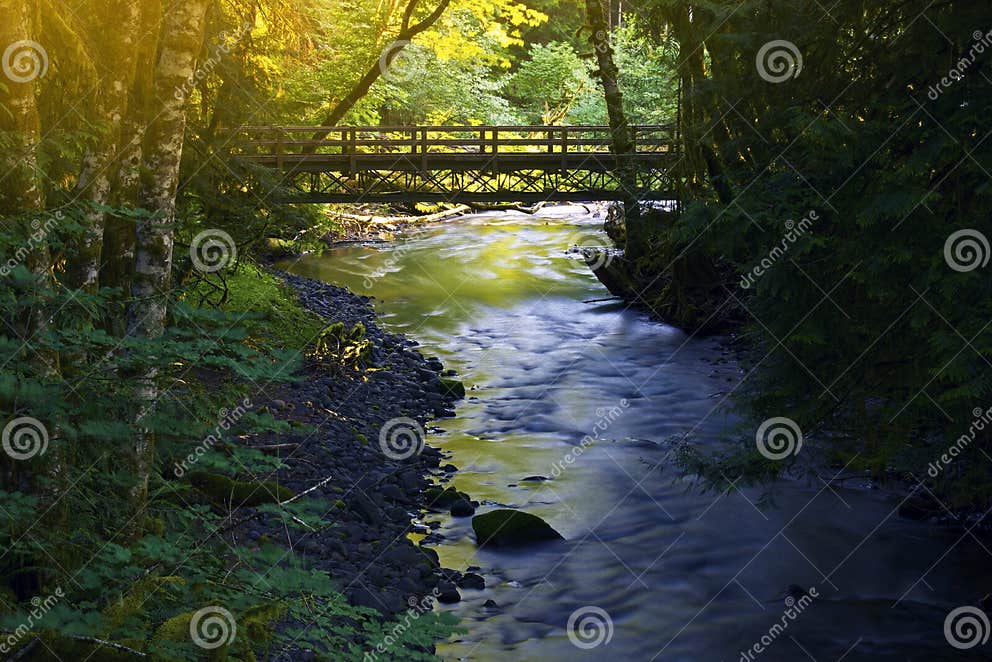 Small Forest Bridge stock photo. Image of plant, timber - 28671200
