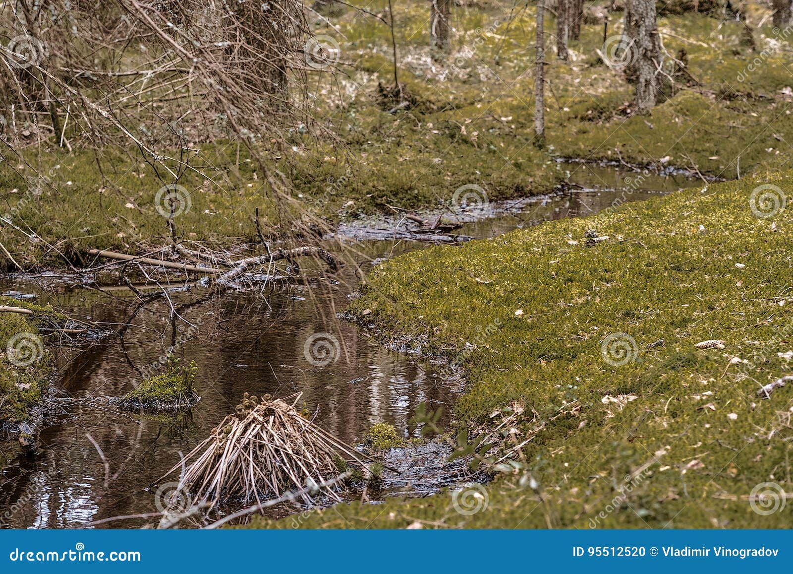 Small Forest Brook Flowing through the Moss Stock Photo - Image of ...