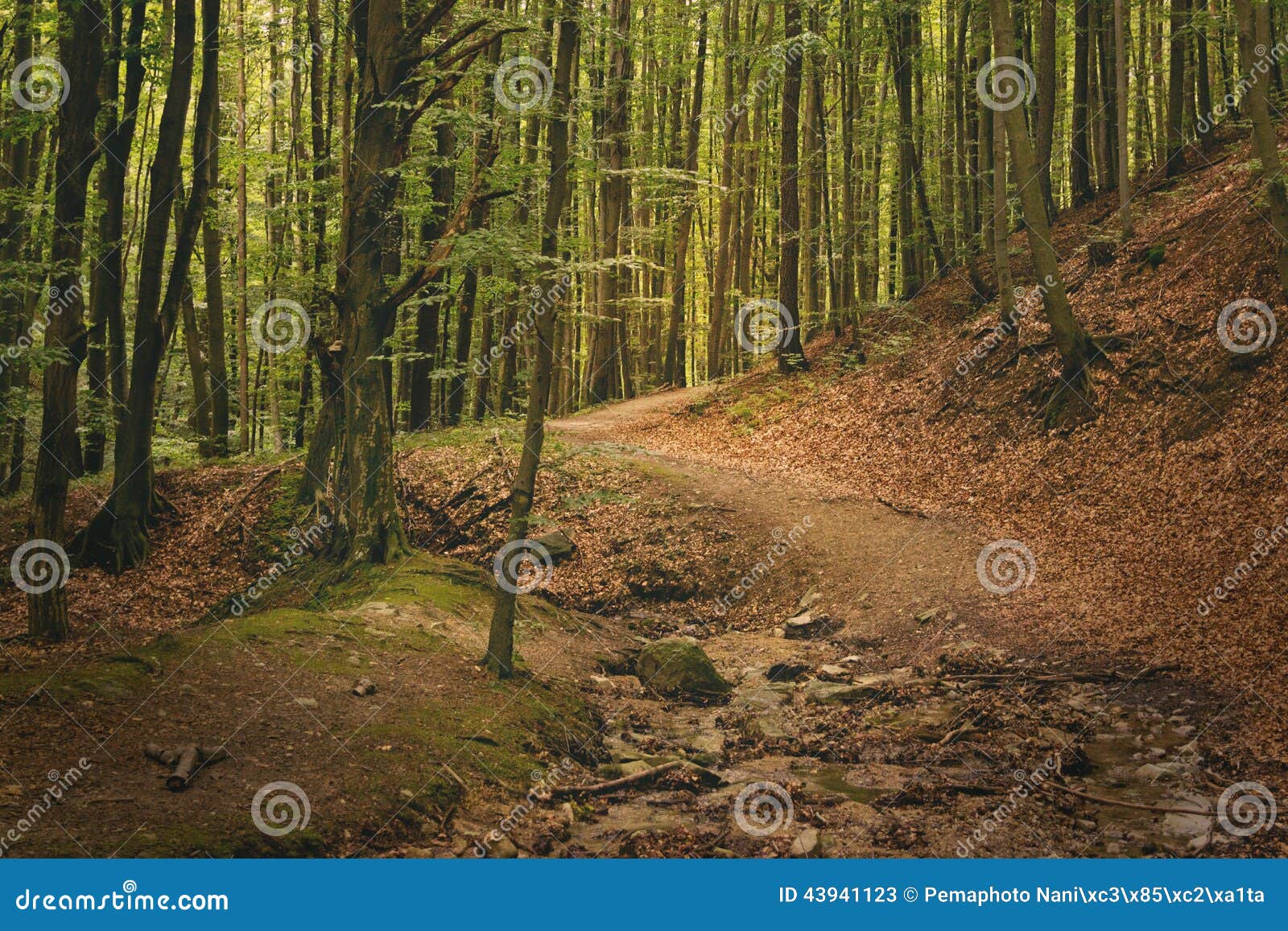 Small Forest Bypath stock image. Image of stones, bypath - 43941123