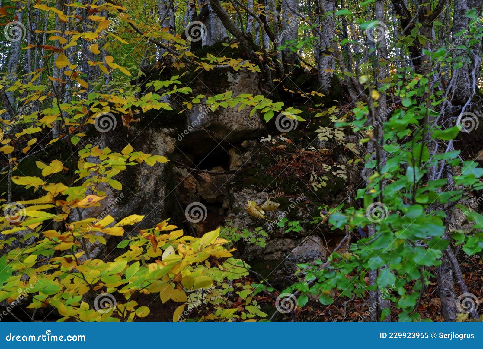 A small forest cave. stock image. Image of geology, forest - 229923965