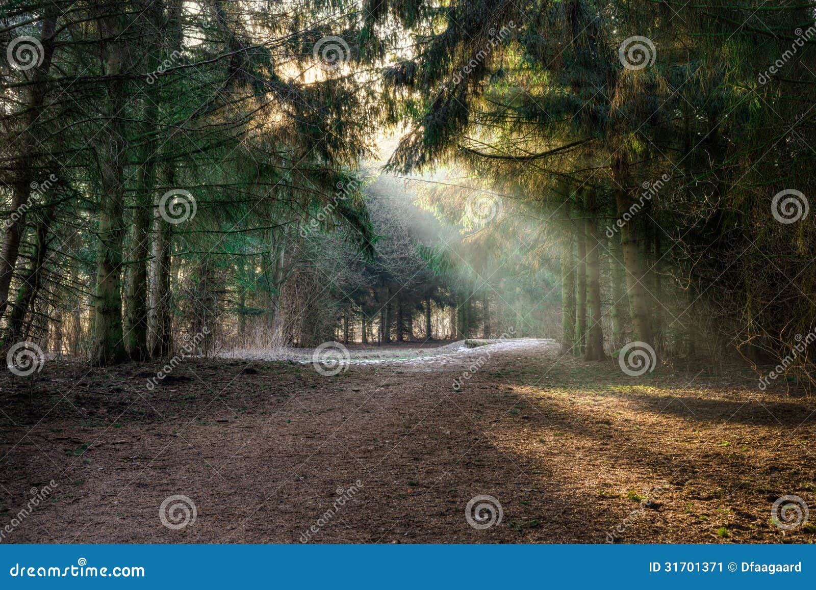 Small forest clearing stock image. Image of needle, morning - 31701371