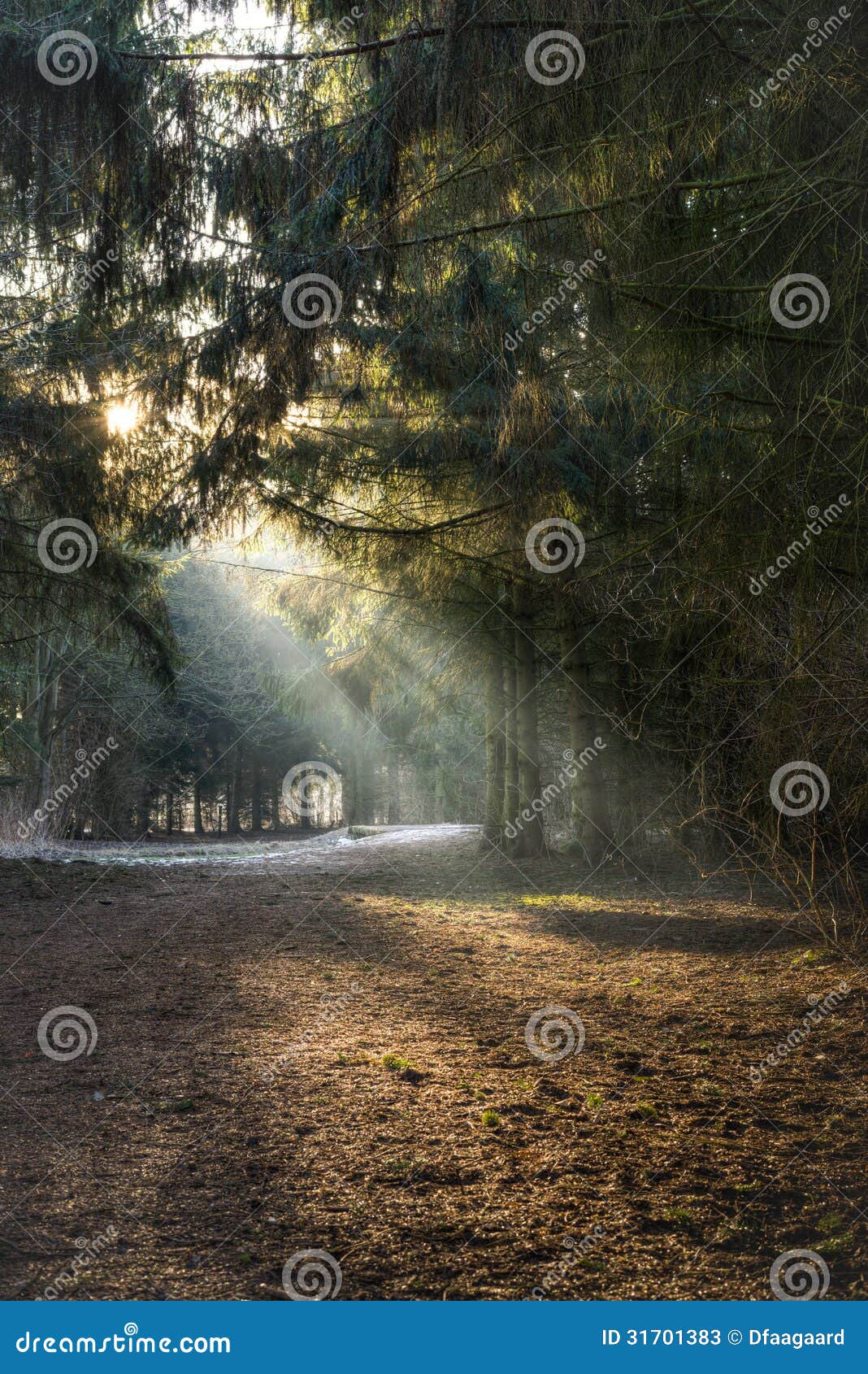Small forest clearing stock image. Image of morning, sunlight - 31701383