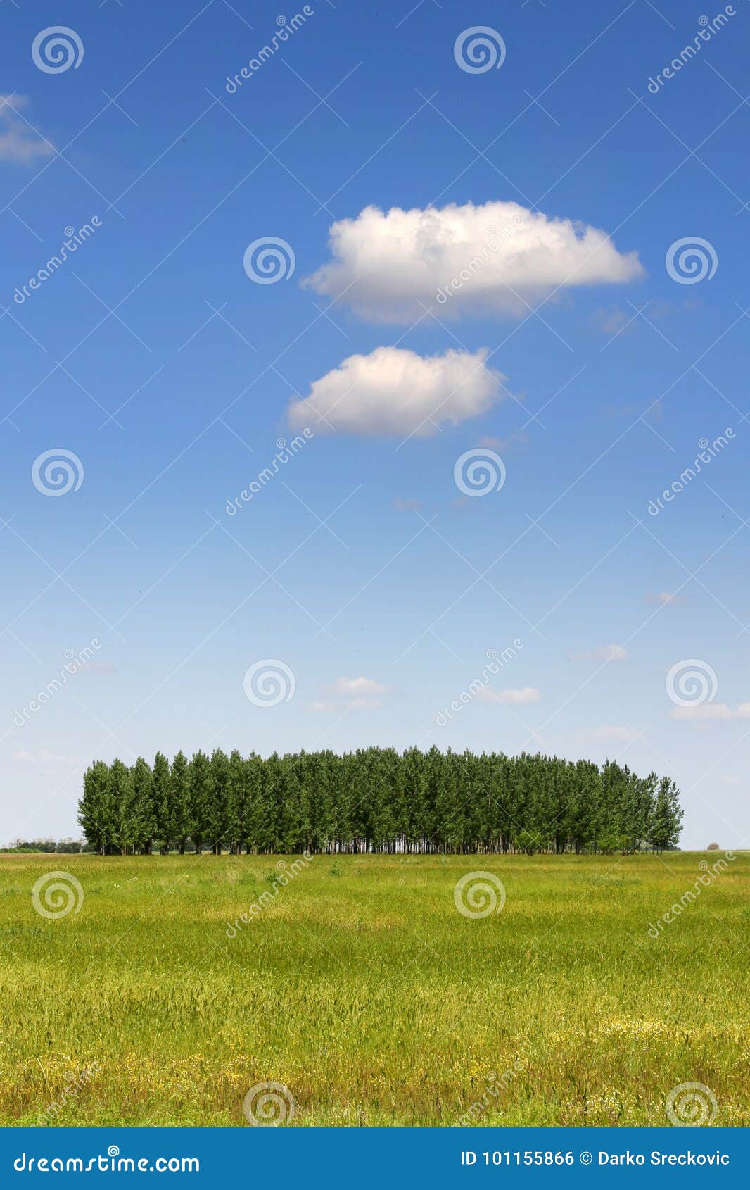 Small forest in the field stock photo. Image of scene - 101155866