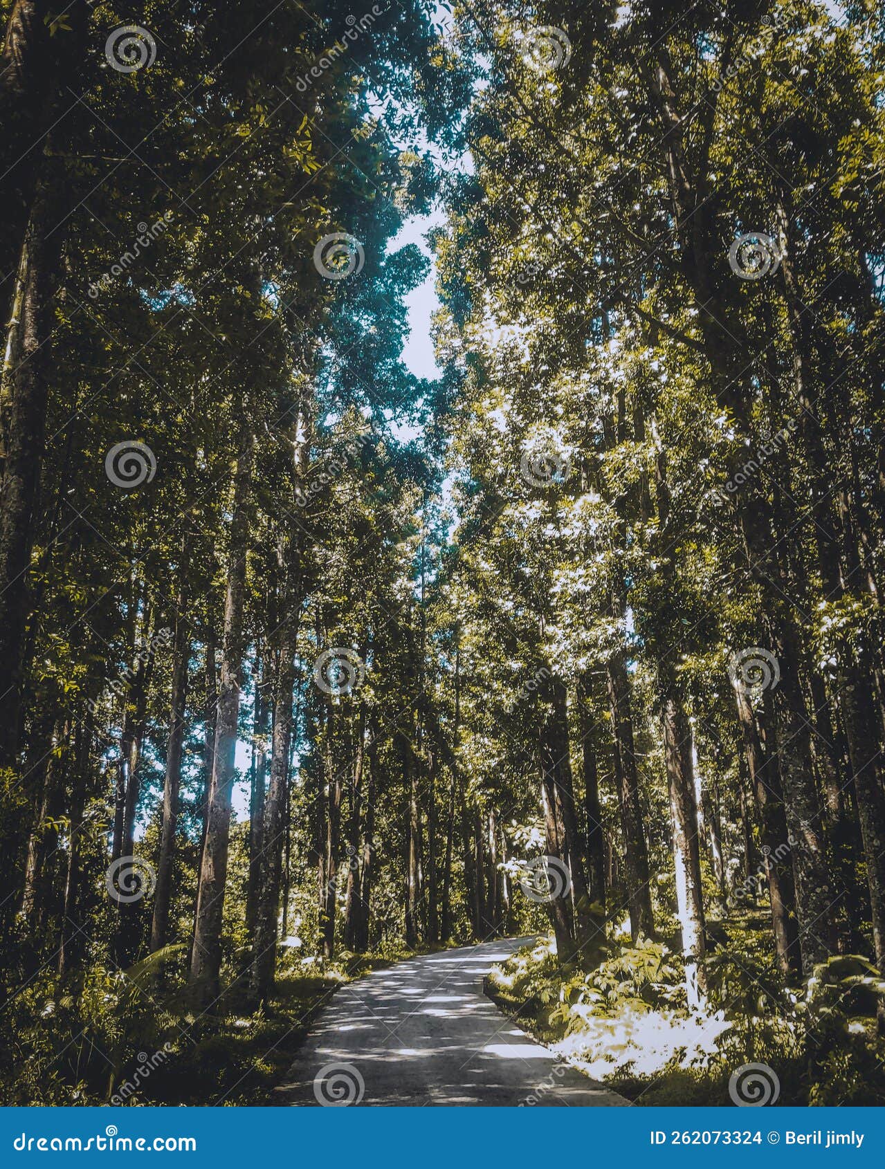 A Small Forest on the Kahyangan Highway Stock Photo - Image of branch ...