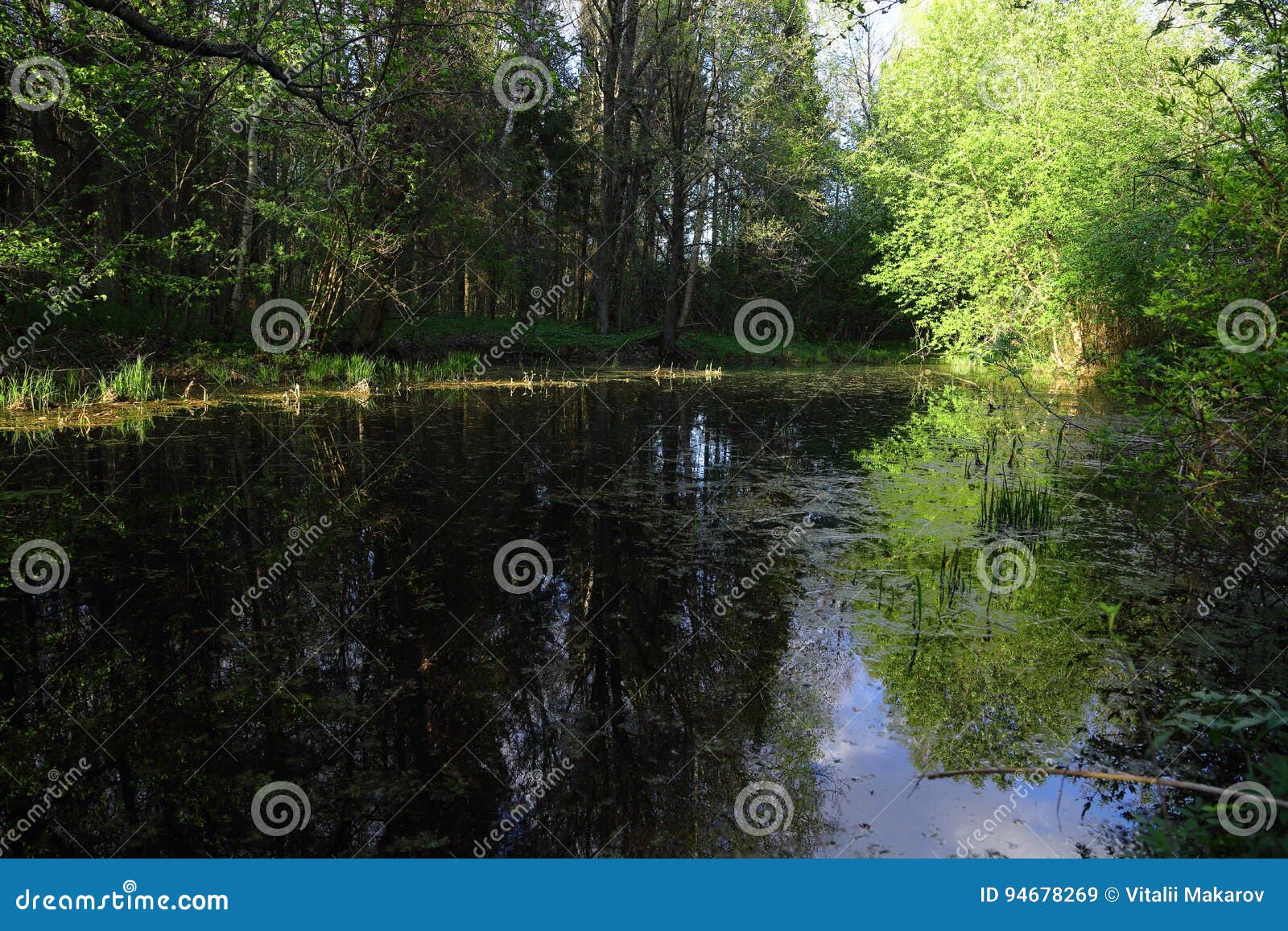 A Small Forest Lake with Blue Sky in Sunny Day Stock Image - Image of ...