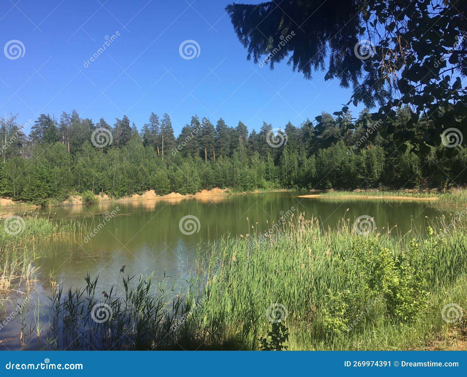 A small forest lake stock image. Image of autumn, reservoir - 269974391