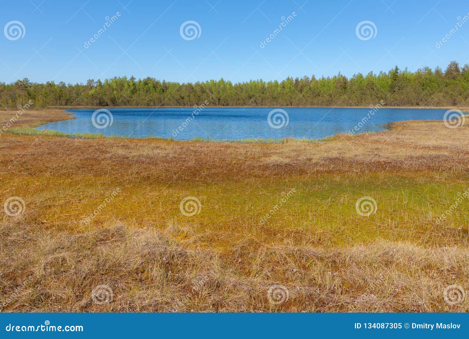 Small forest lake stock image. Image of woods, tranquil - 134087305