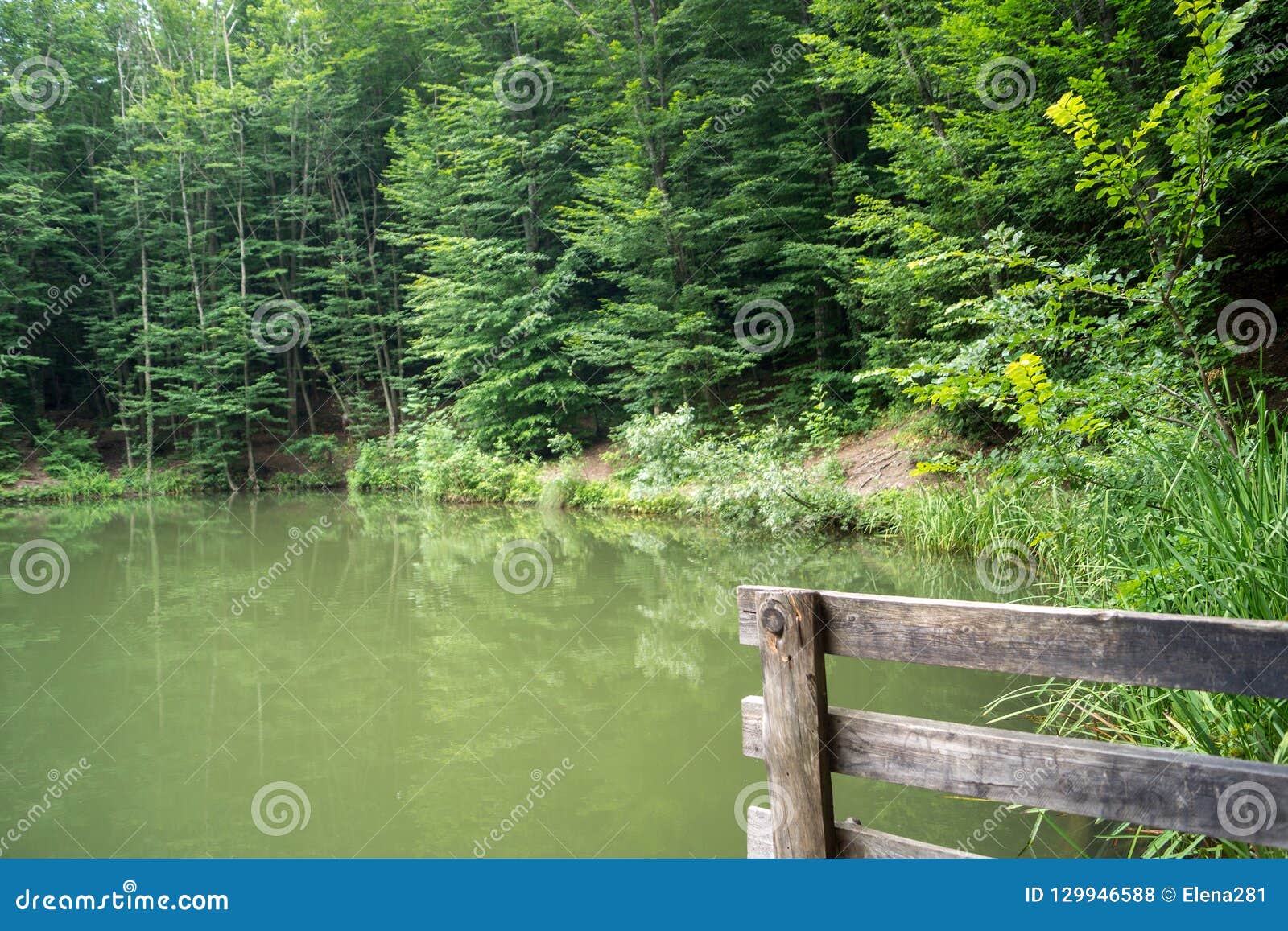 Small forest lake stock photo. Image of spring, nature - 129946588