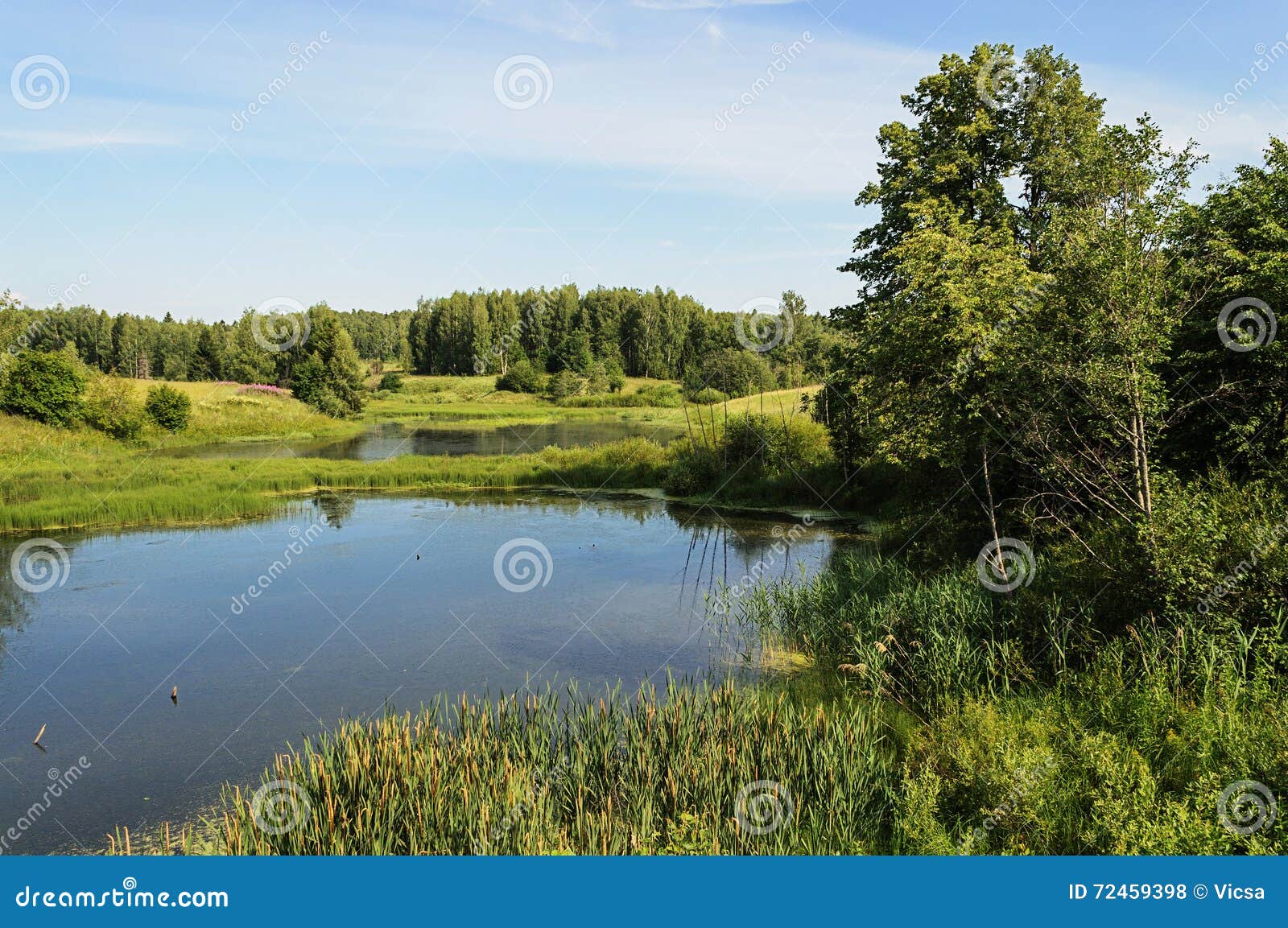 Small Forest Lake in Summer Stock Photo - Image of riverbank, mace ...