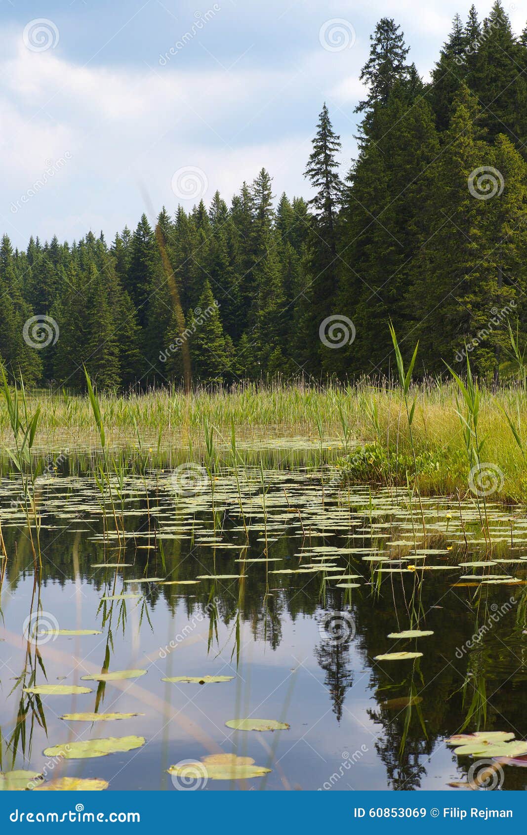 Small Forest Lake stock image. Image of nature, outline - 60853069