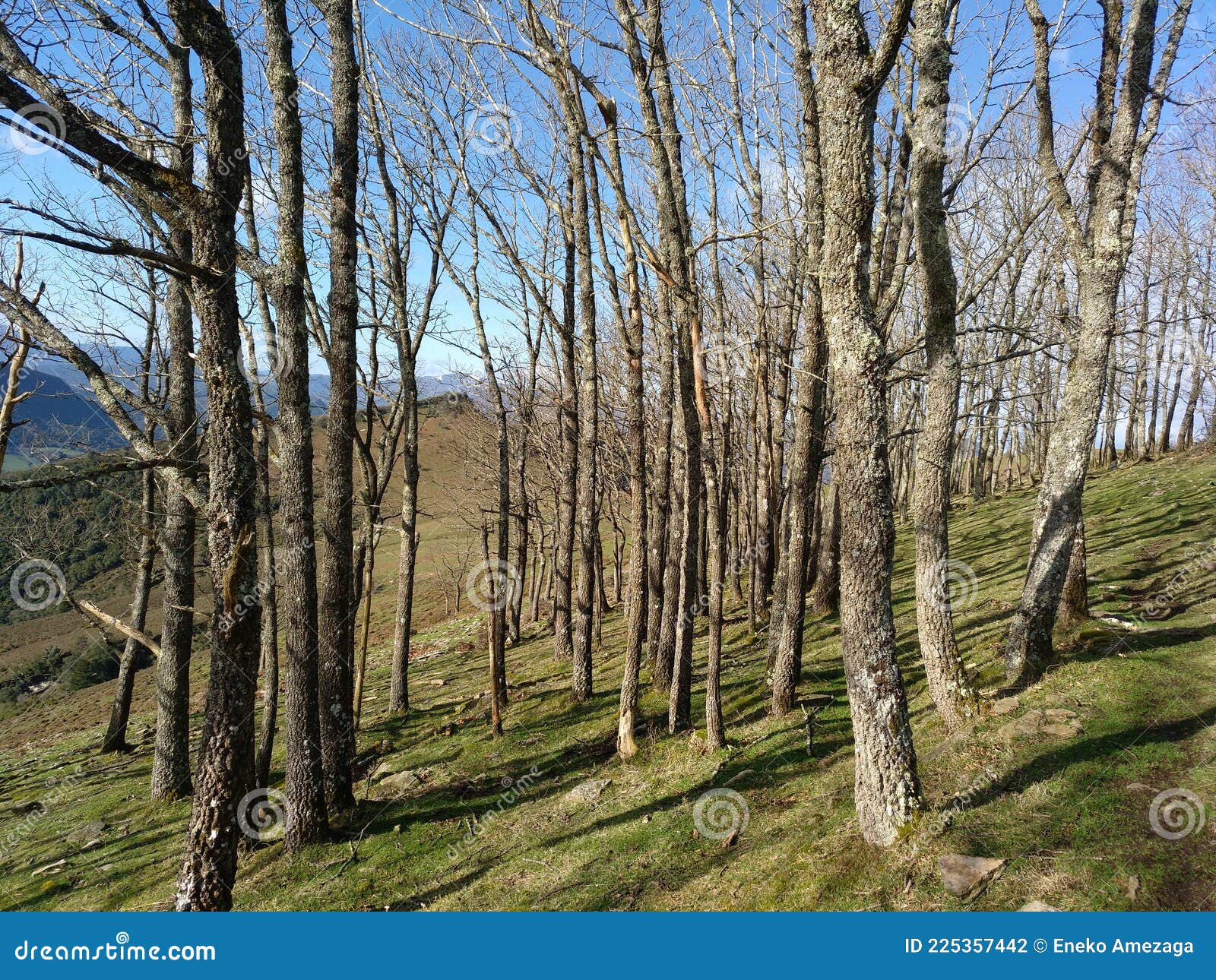 A forest on the mountain. stock photo. Image of sharp - 225357442