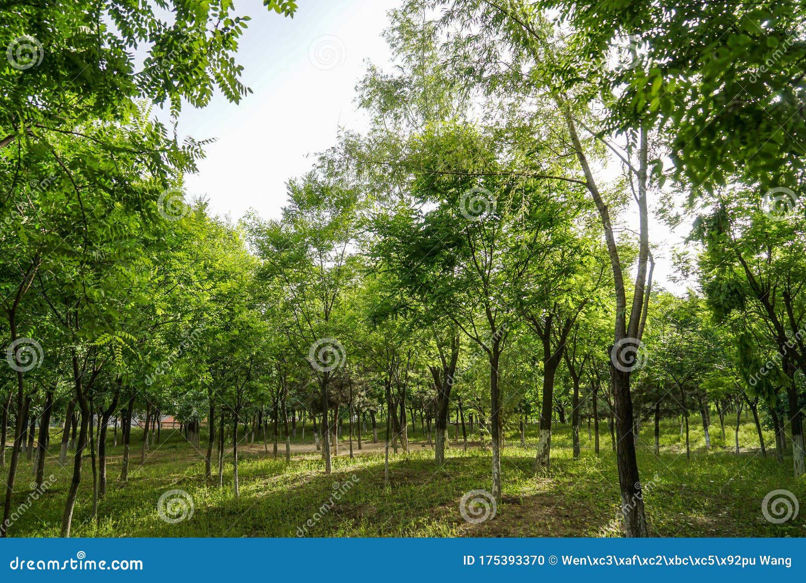 Small forest in the park stock photo. Image of environment - 175393370