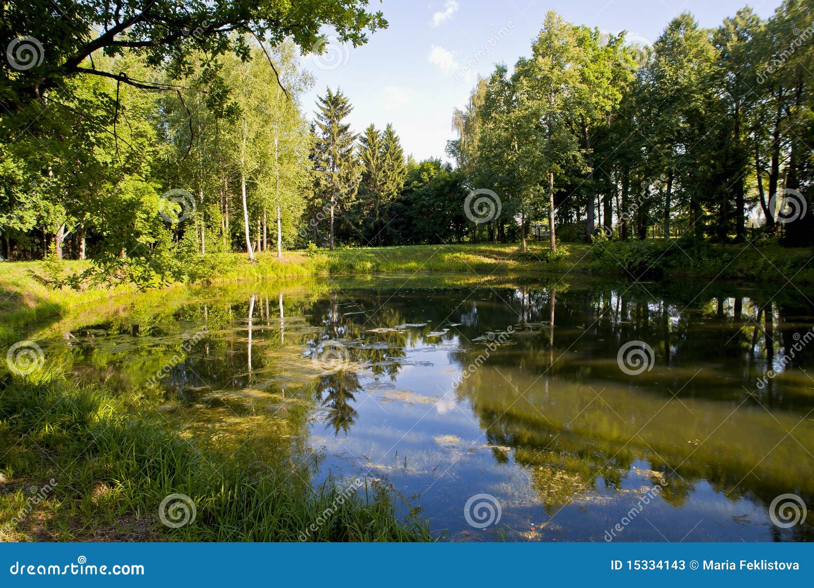 Small forest pond stock image. Image of symmetry, green - 15334143