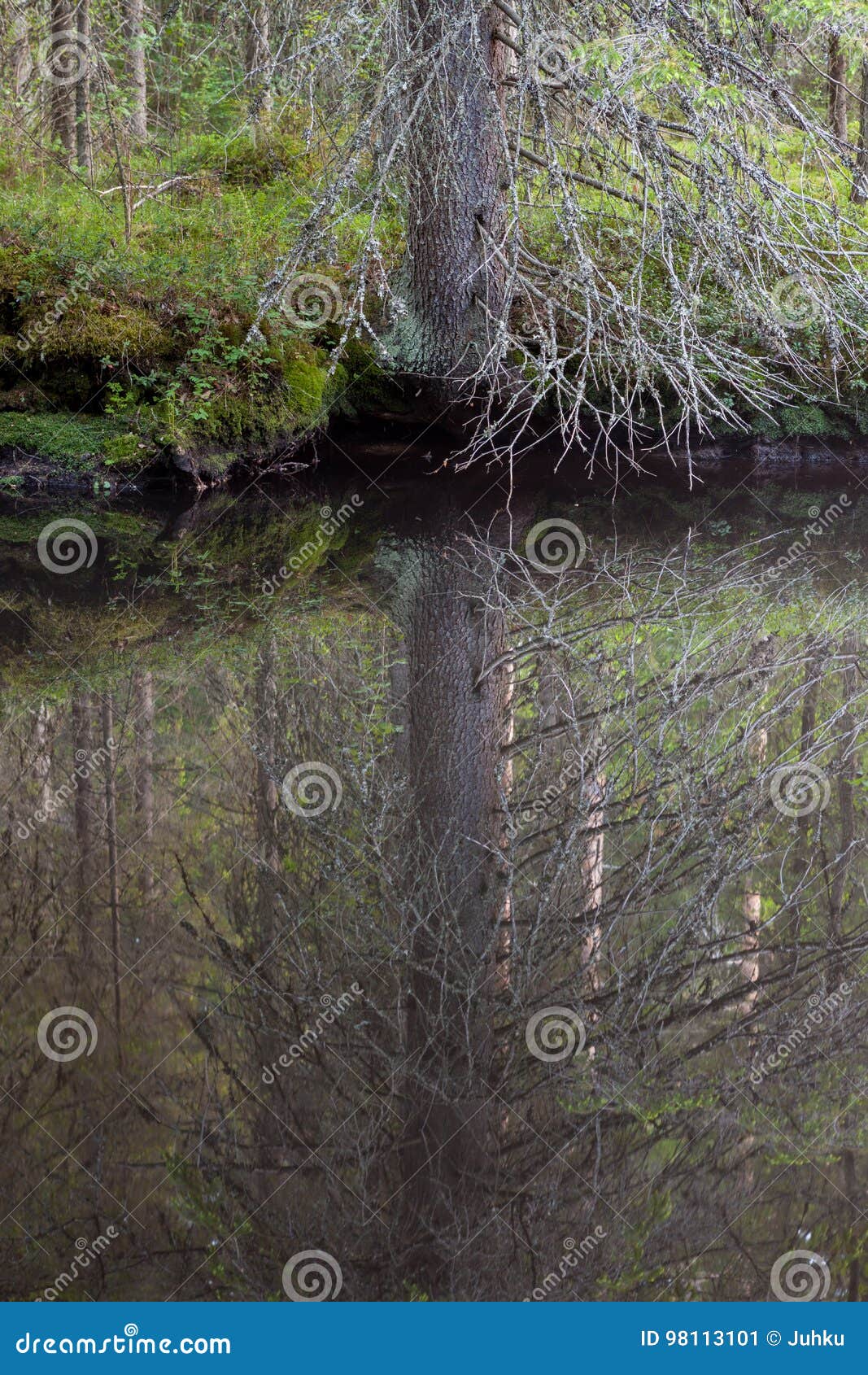 Small Forest Pond Perfect Reflection Stock Image - Image of scandinavia ...