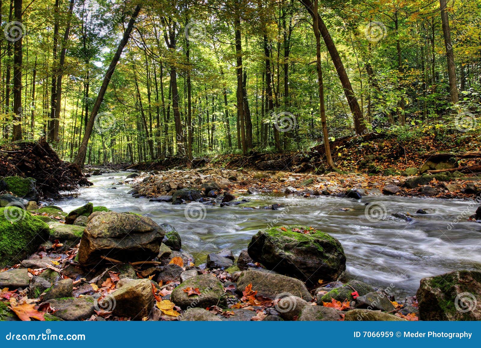 Small forest river stock image. Image of creek, beautiful - 7066959