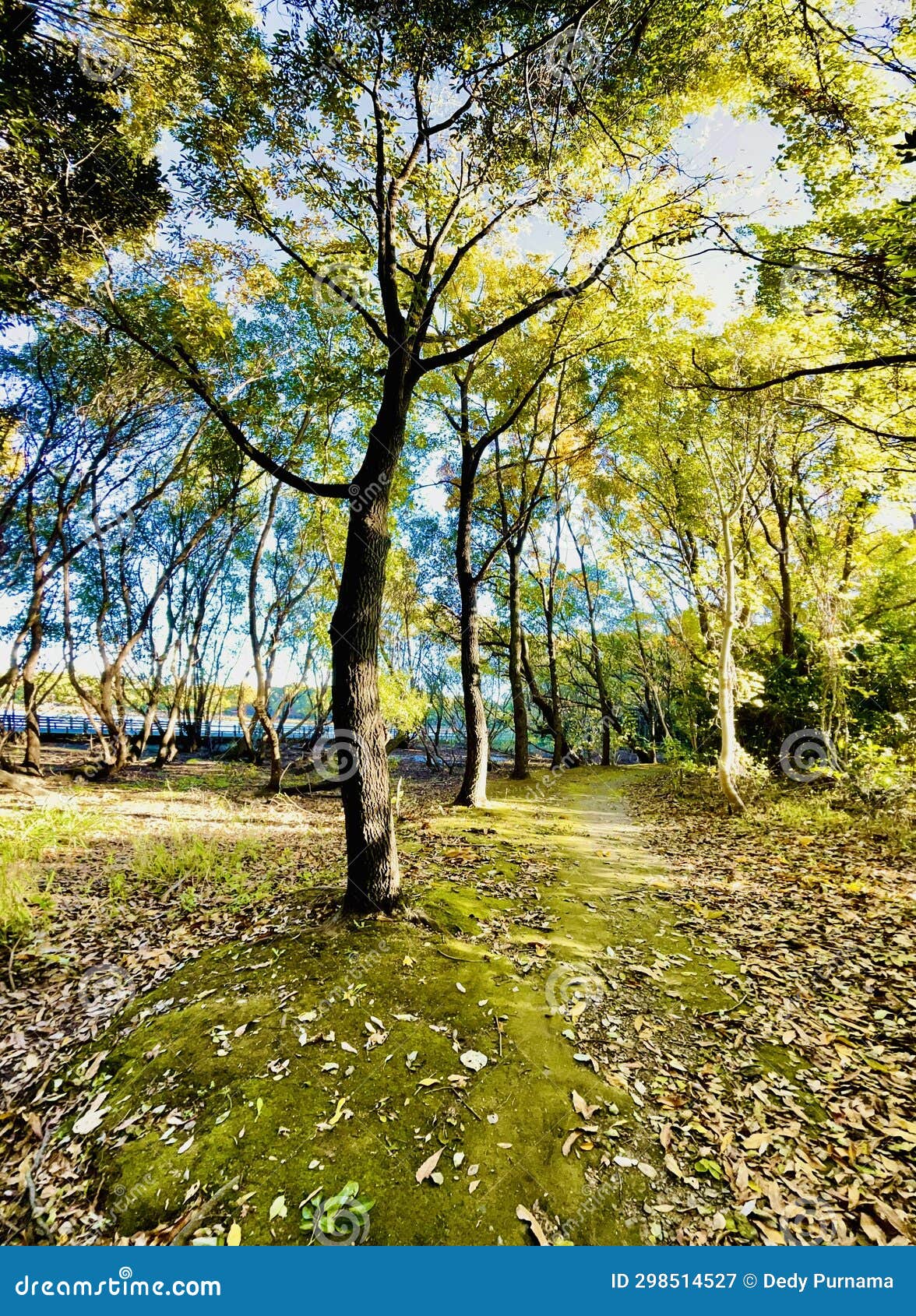 Small forest stock image. Image of autumn, botany, closeup - 298514527