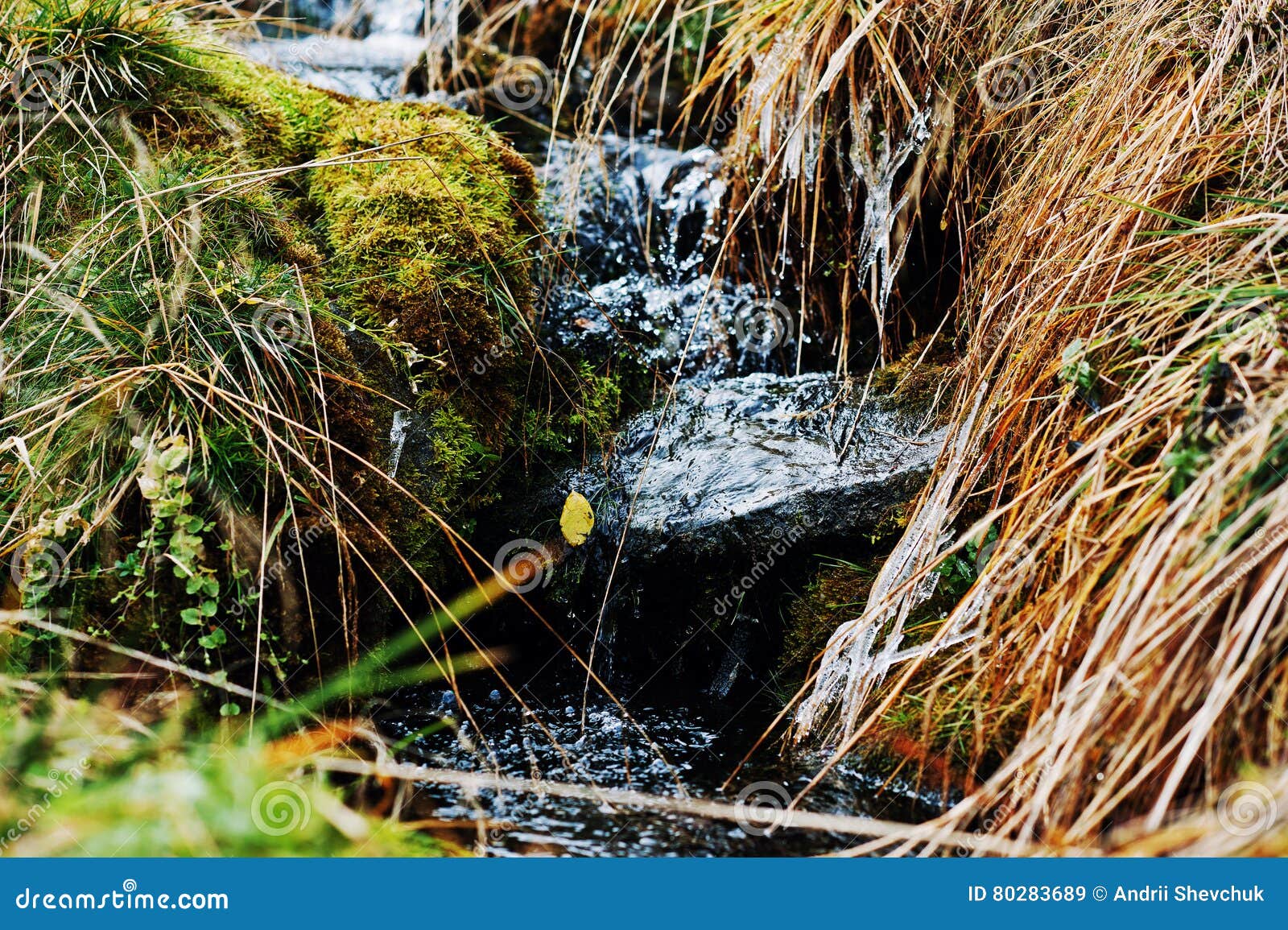 Small Forest Stream with Frozen Grass and Moss Stock Image - Image of ...