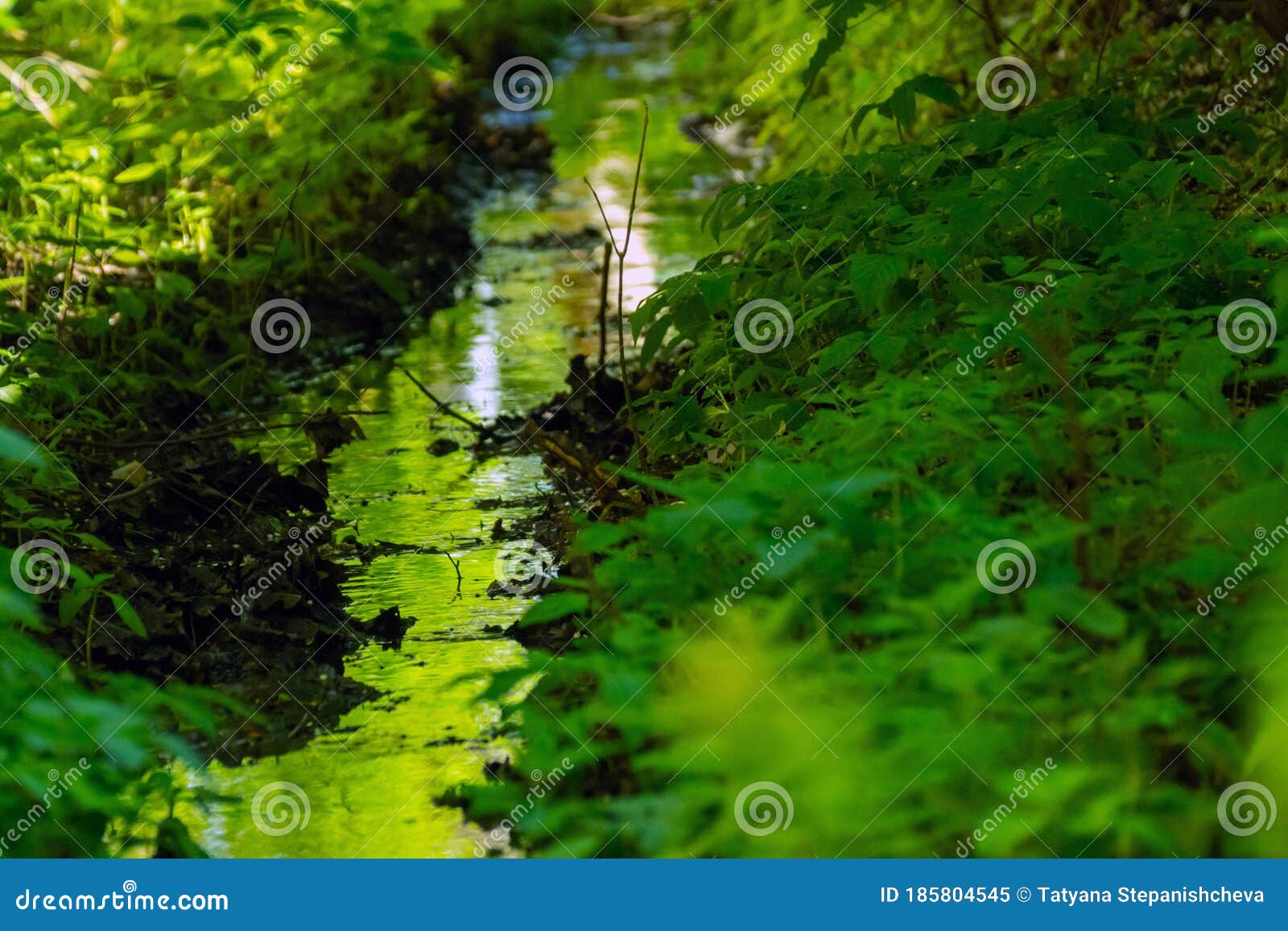 A Small Forest Stream Surrounded by Greenery Stock Image - Image of ...
