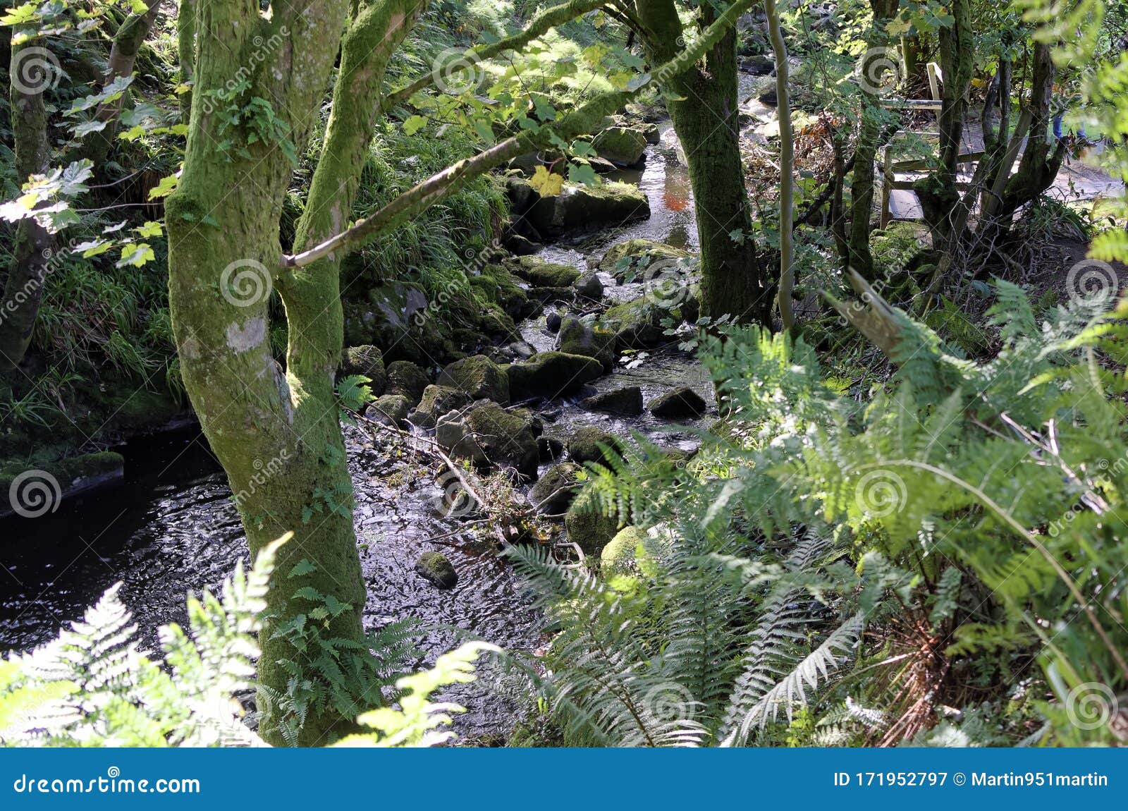 Small Forrest River and Waterfall through Trees Stock Image - Image of ...