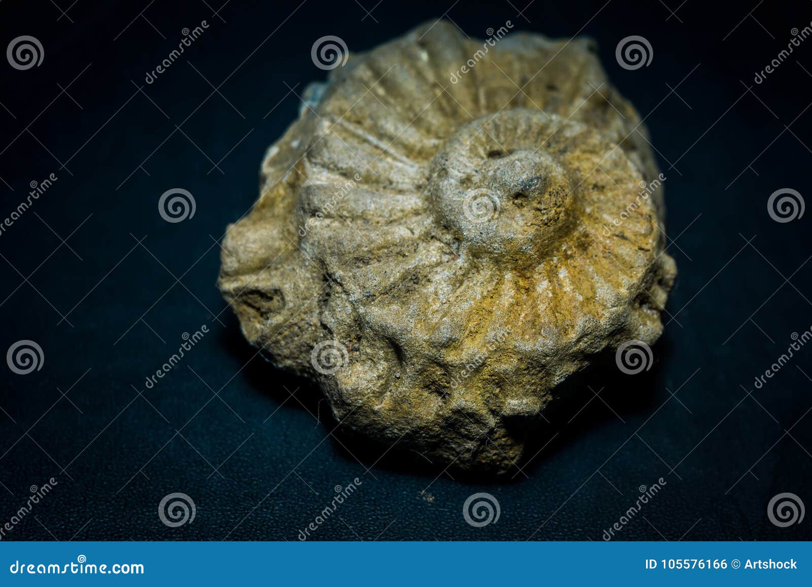 Small Fossilized Seashell stock photo. Image of texture - 105576166
