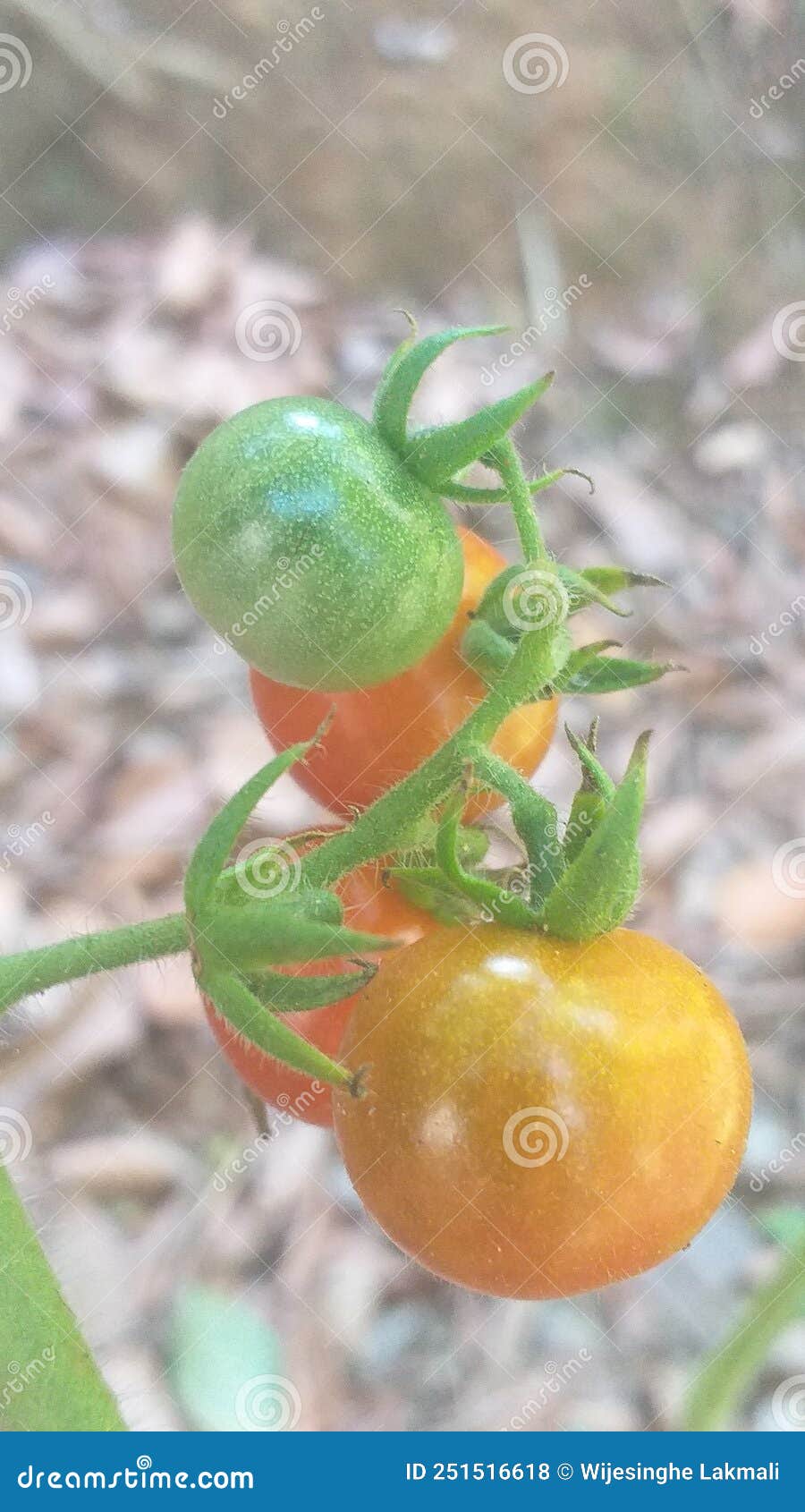 Small Four Tomatoes in a Tree Stock Photo - Image of four, tomatoes ...