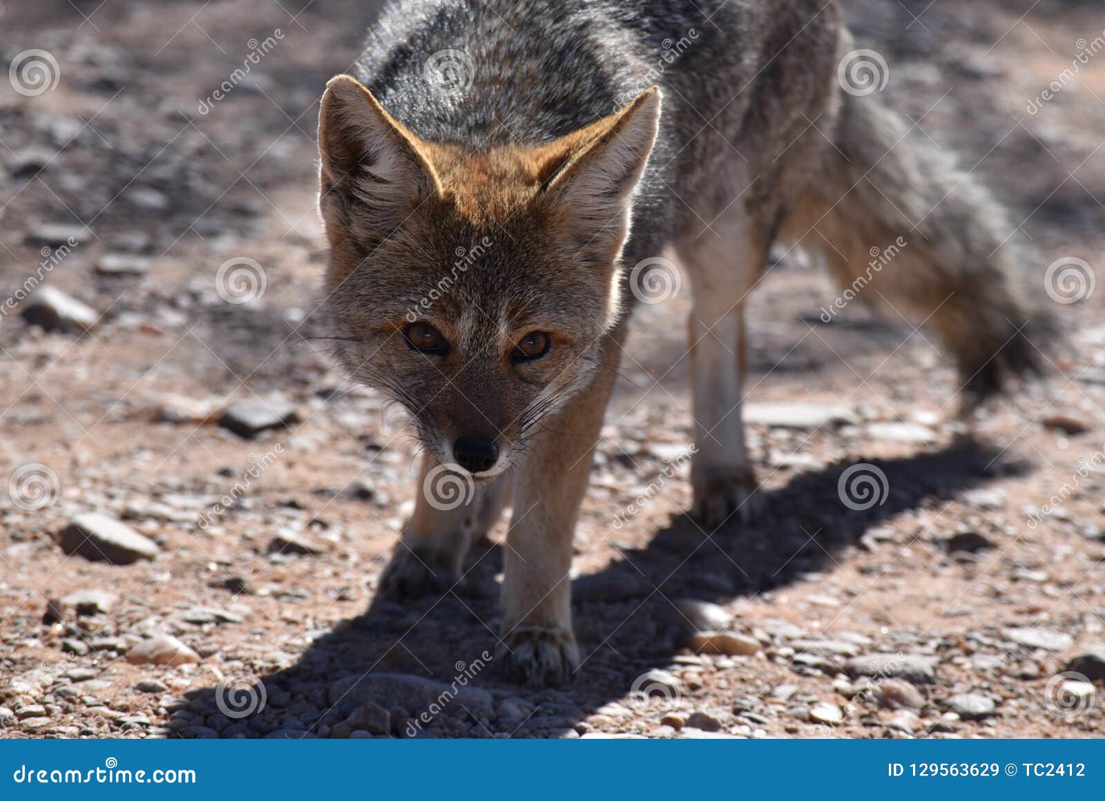 Small fox in Argentina stock image. Image of fauna, nature - 129563629