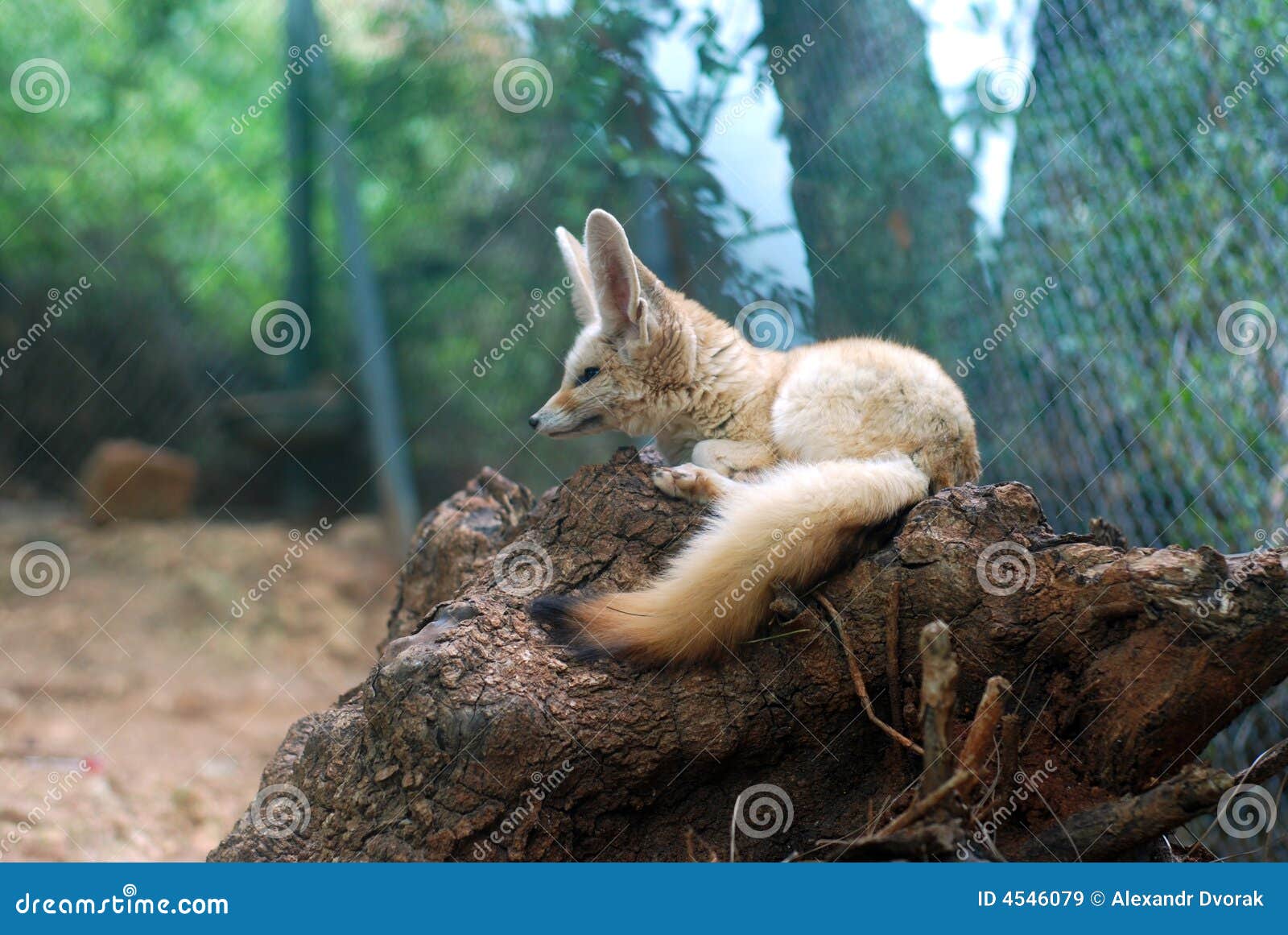 Small fox - fennec stock image. Image of safari, hunter - 4546079
