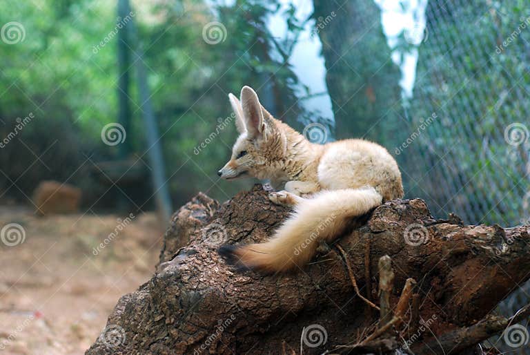 Small fox - fennec stock image. Image of safari, hunter - 4546079