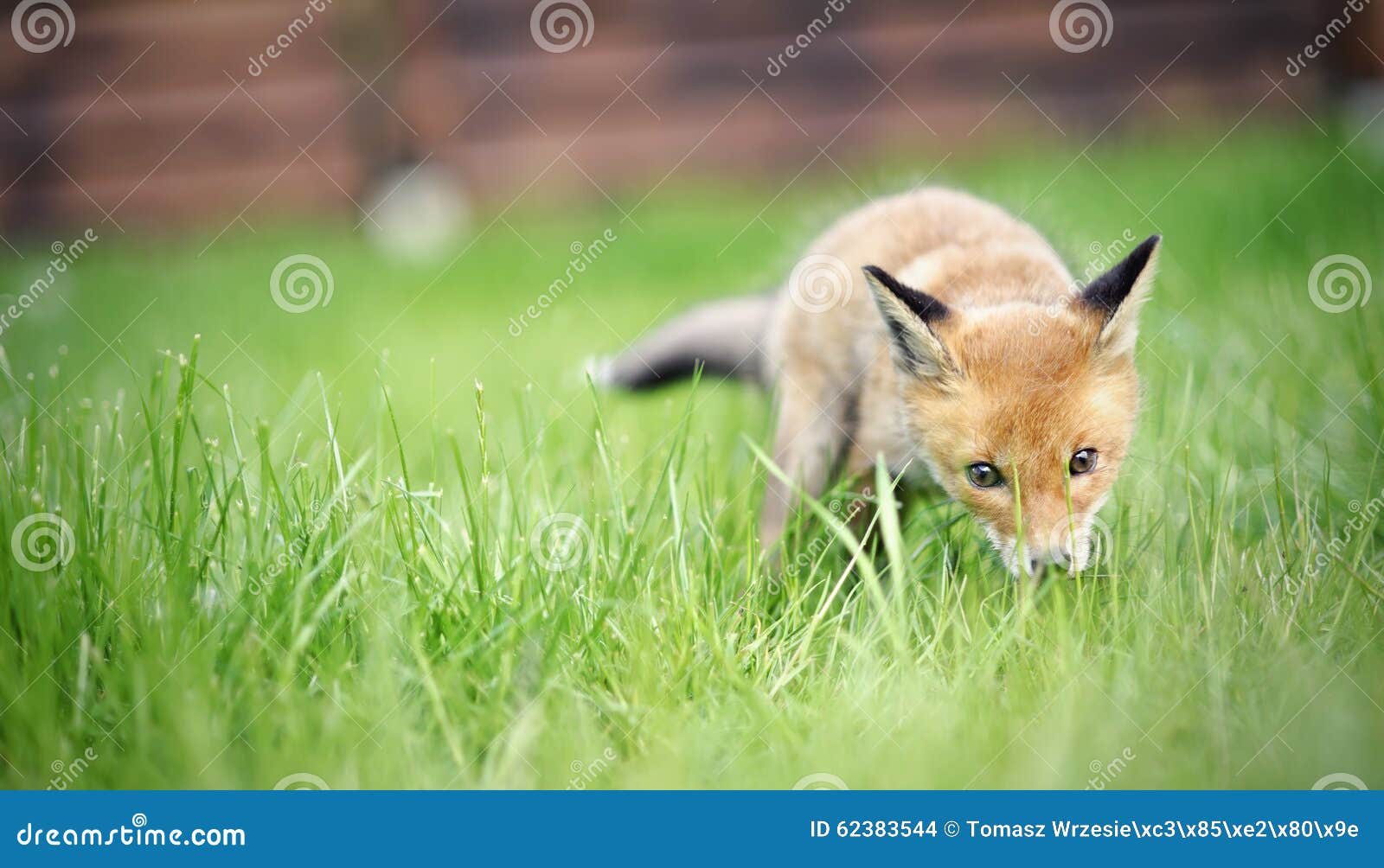 Small fox stock photo. Image of wild, green, ginger, young - 62383544