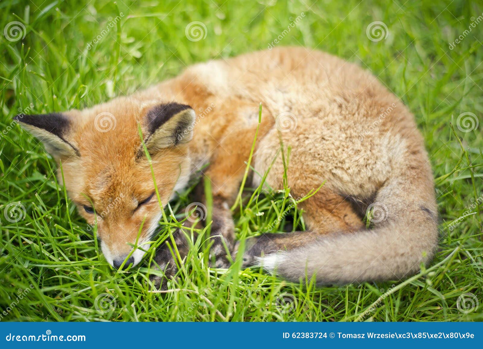 Small fox stock photo. Image of wounded, wild, grass - 62383724