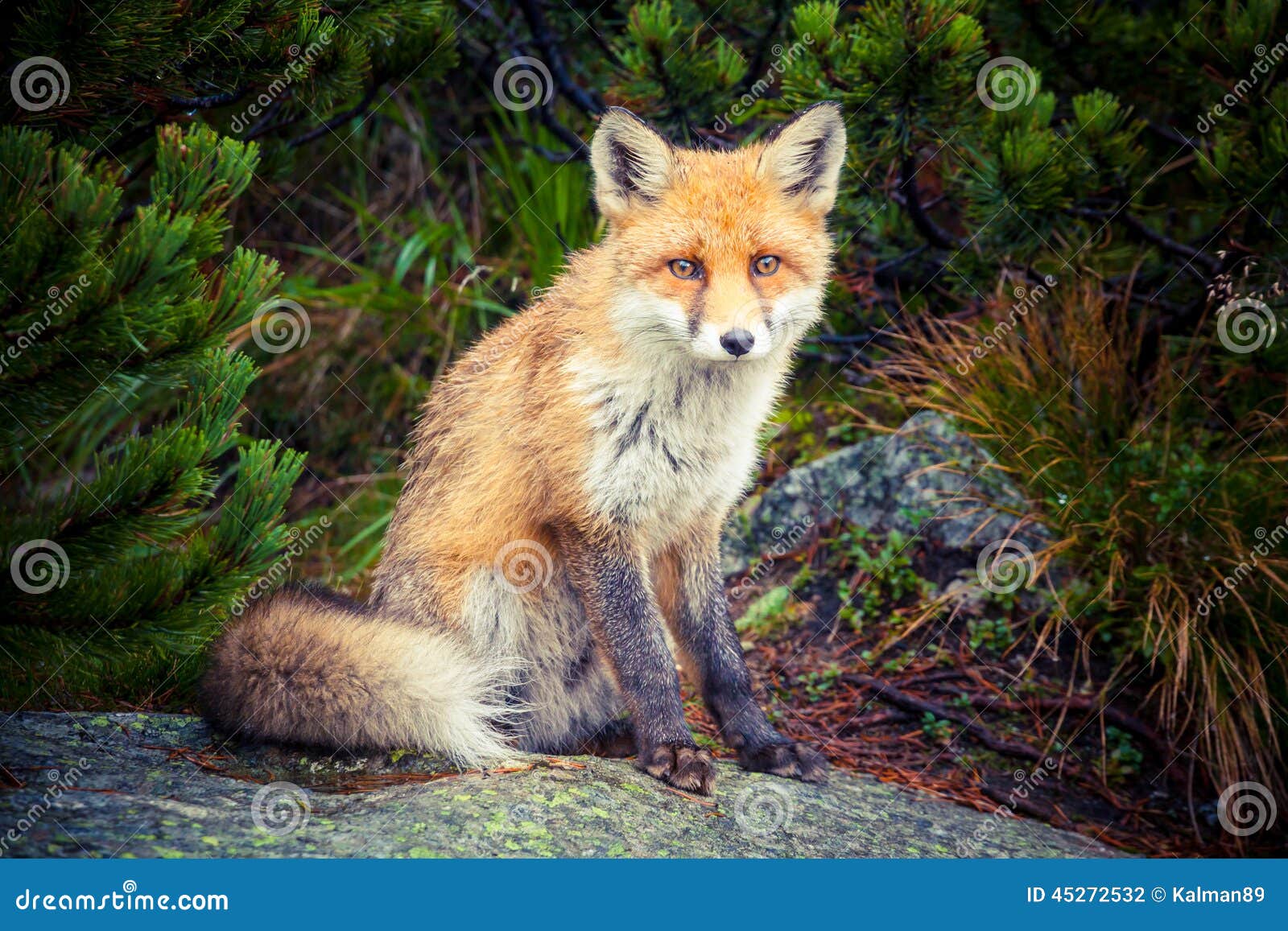 Small fox in nature stock photo. Image of grass, small - 45272532