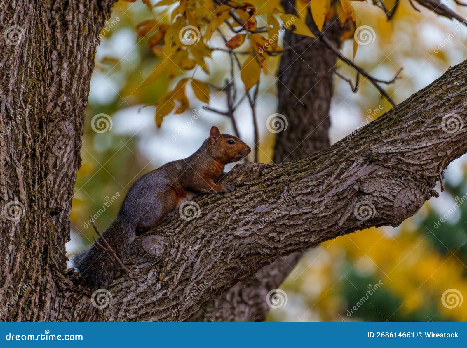 Small Fox Squirrel on the Tree Branch in the Forest Stock Image - Image ...