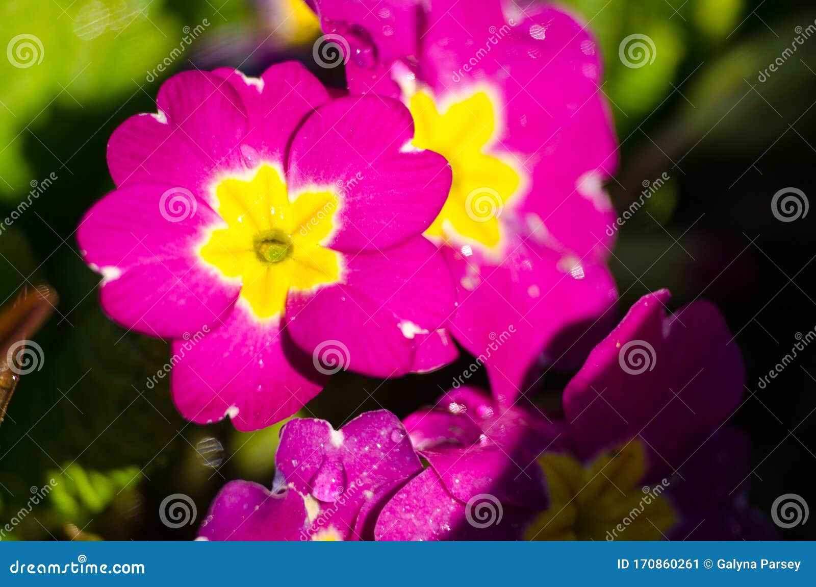 Small Fragile Primrose Flowers Bloom Stock Image - Image of floral ...