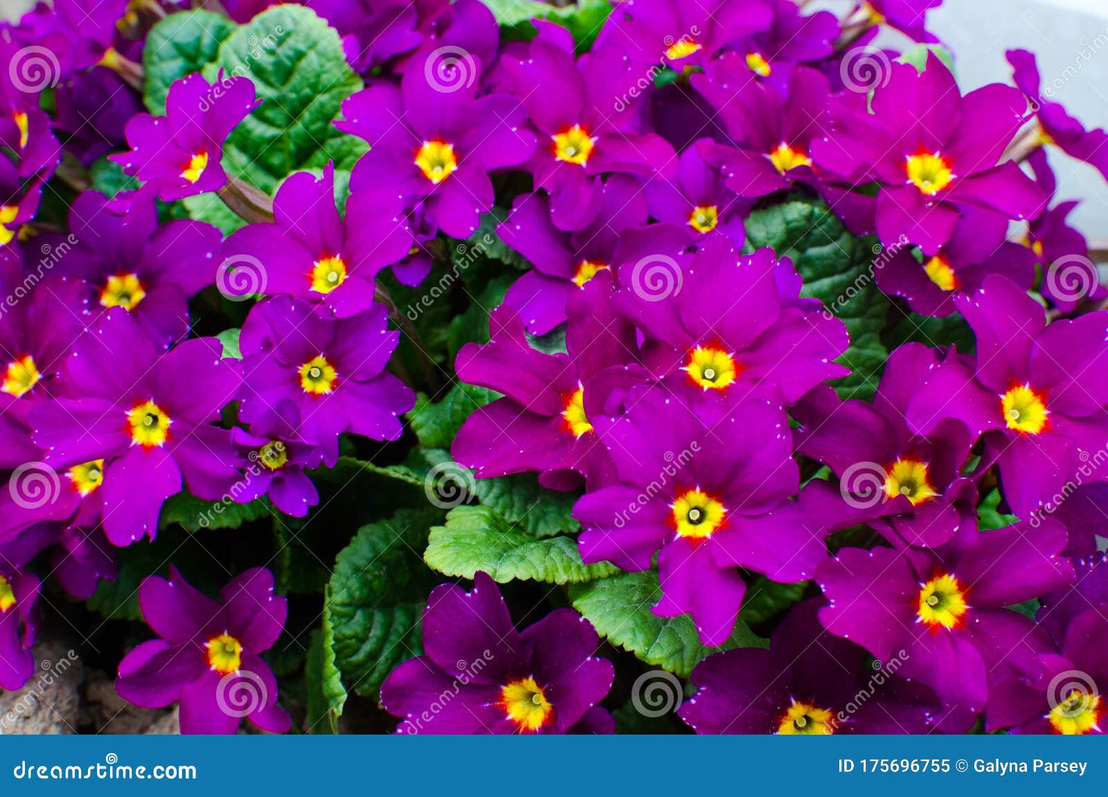 Small Fragile Primrose Flowers Bloom Stock Image - Image of nature ...