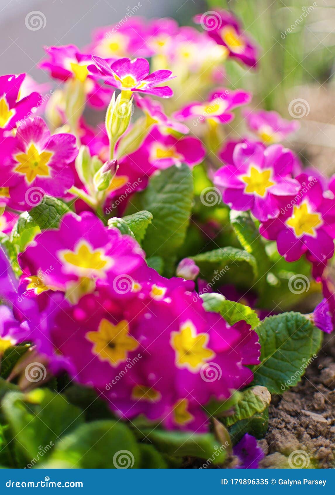 Small Fragile Primrose Flowers Bloom Stock Image - Image of green ...