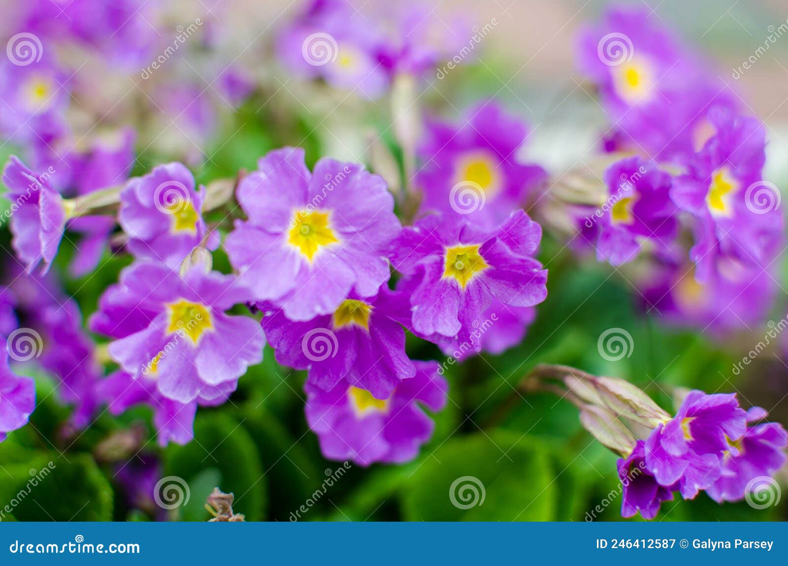 Small Fragile Primrose Flowers Bloom Stock Image - Image of garden ...