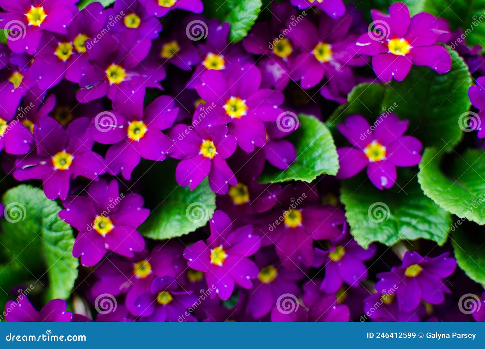 Small Fragile Primrose Flowers Bloom Stock Image - Image of card ...