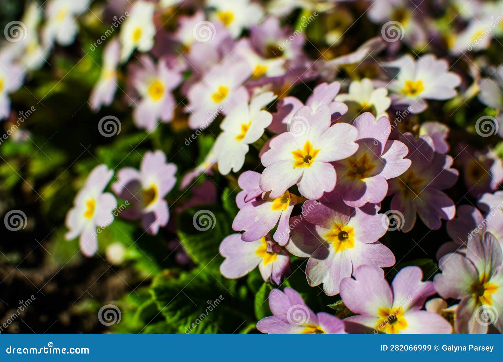 Small Fragile Primrose Flowers Bloom Stock Image - Image of color ...