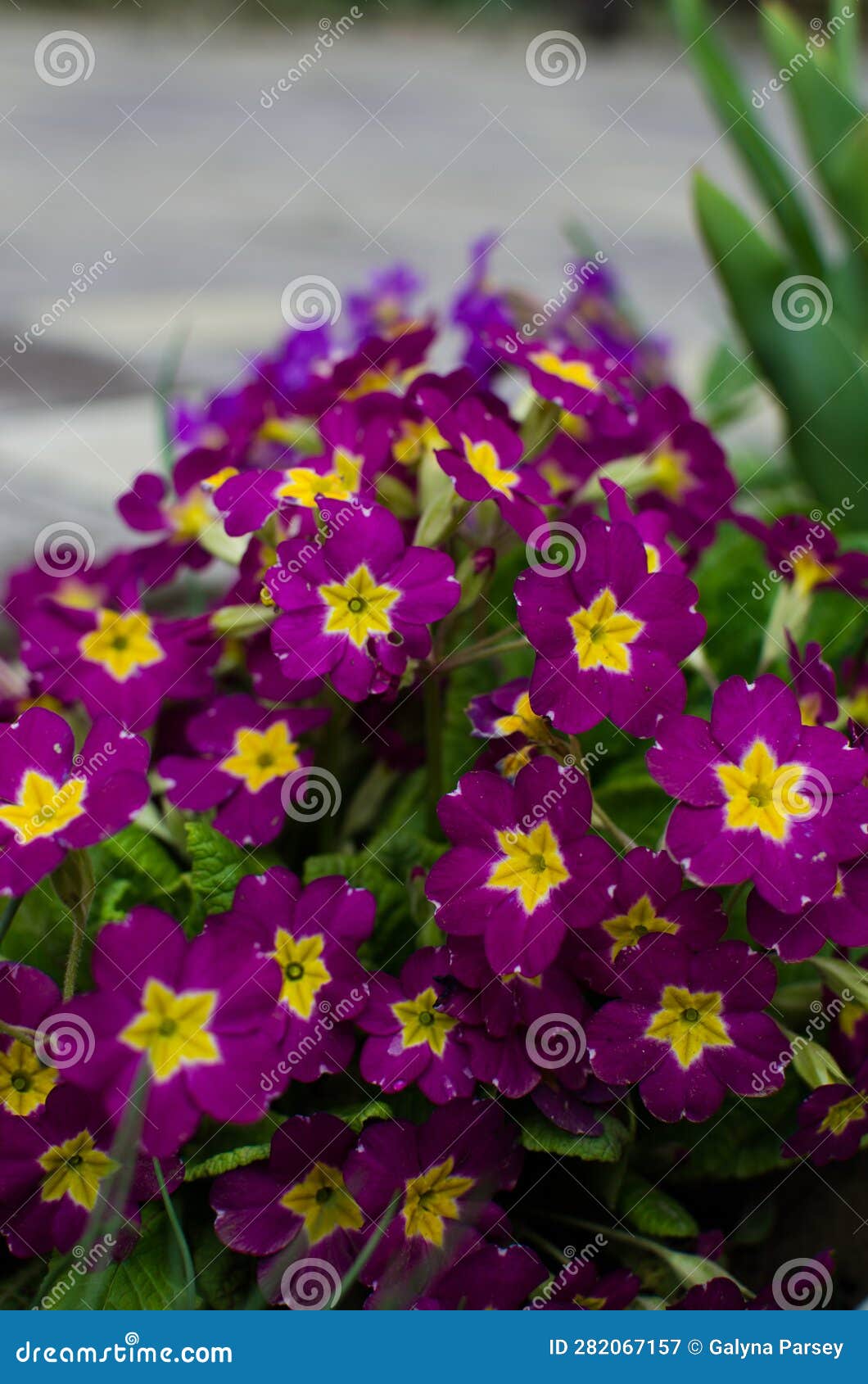 Small Fragile Primrose Flowers Bloom Stock Image - Image of blossom ...