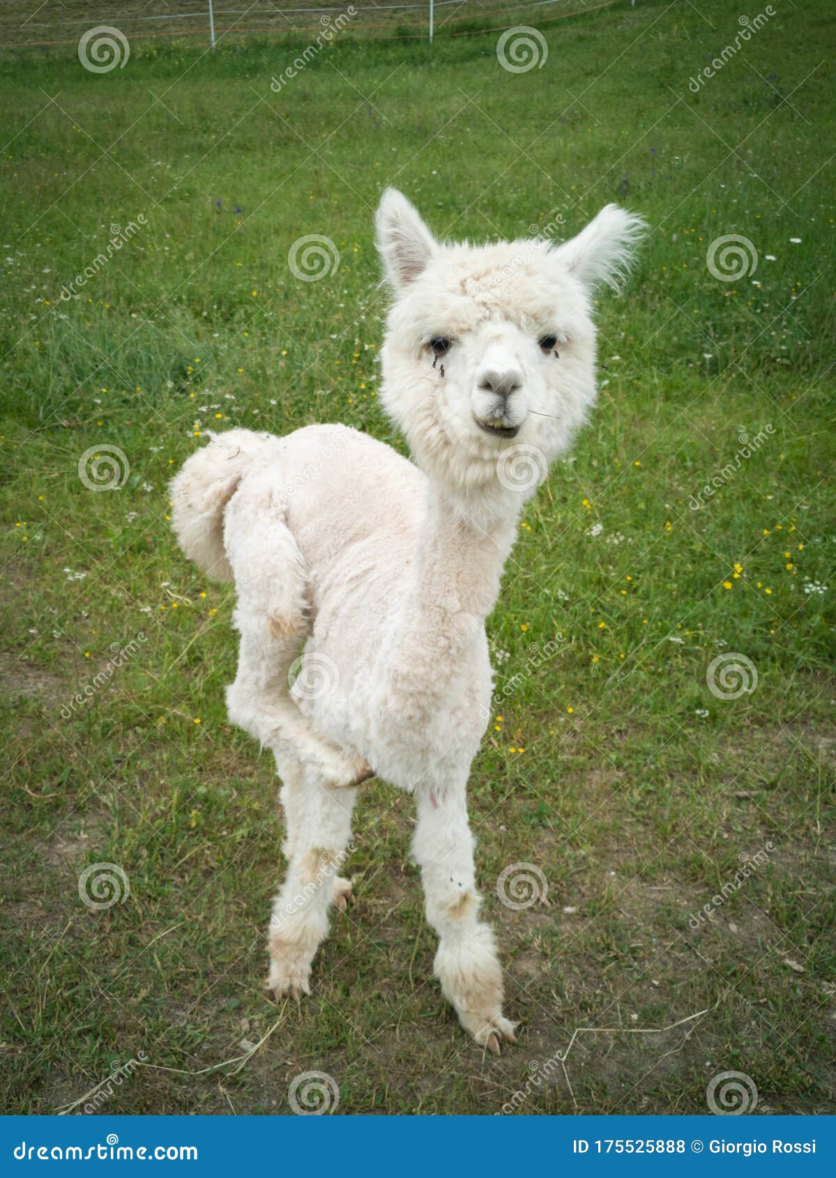 Small Free White Alpaca on a Green Lawn Stock Photo - Image of mammal ...