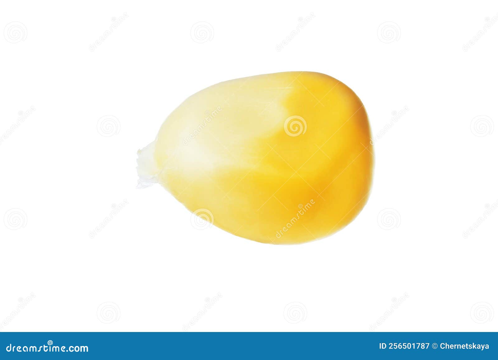 Corn Kernel Or Maize Kernel Of Sweetcorn Is Planting In The Soil ...