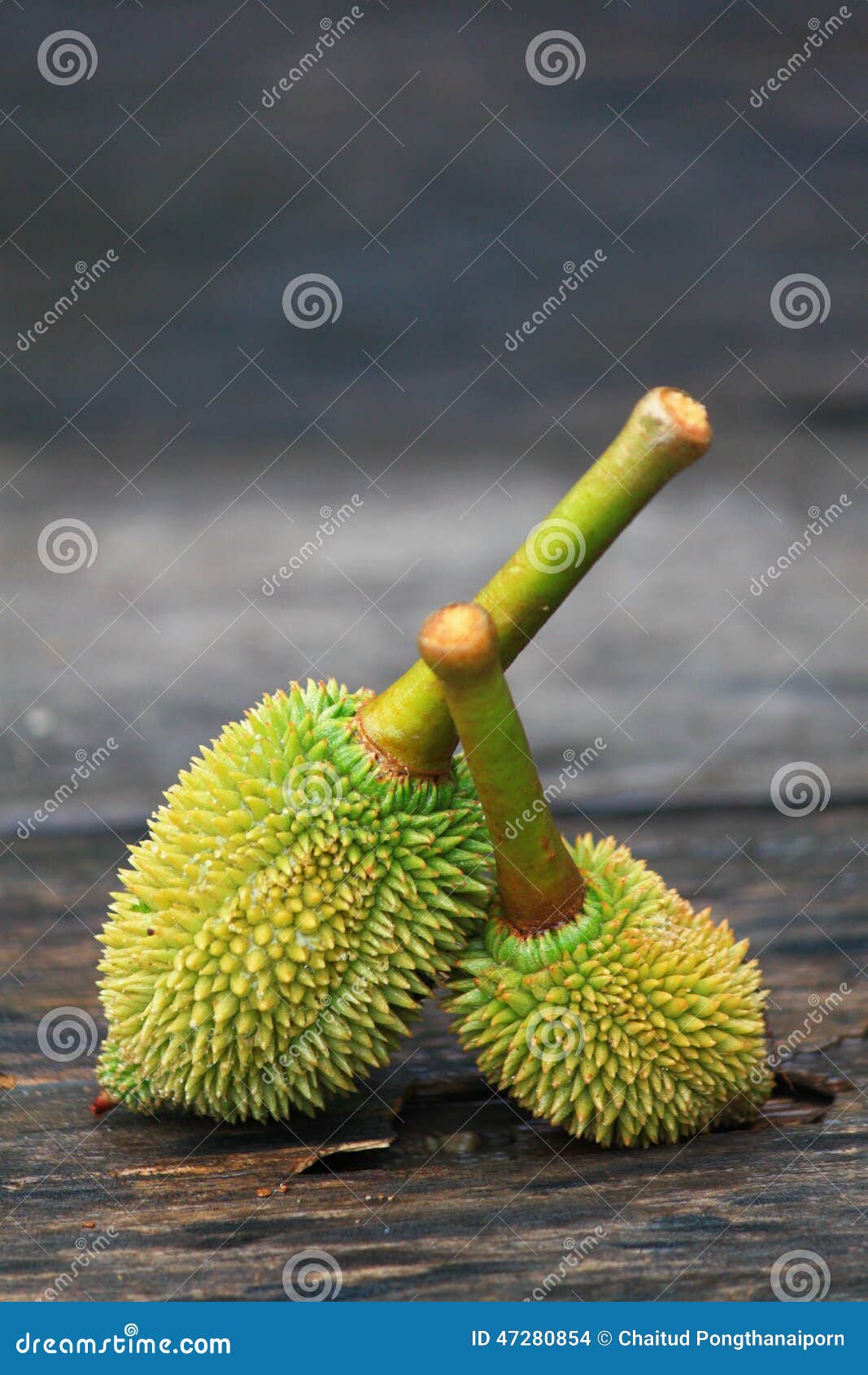 Small Fresh Durian stock photo. Image of scent, green - 47280854