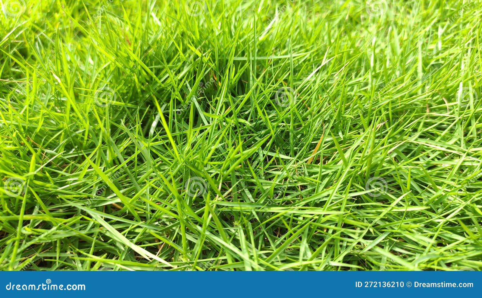 Small Fresh Green Grass Texture in Sunlight Stock Photo - Image of ...