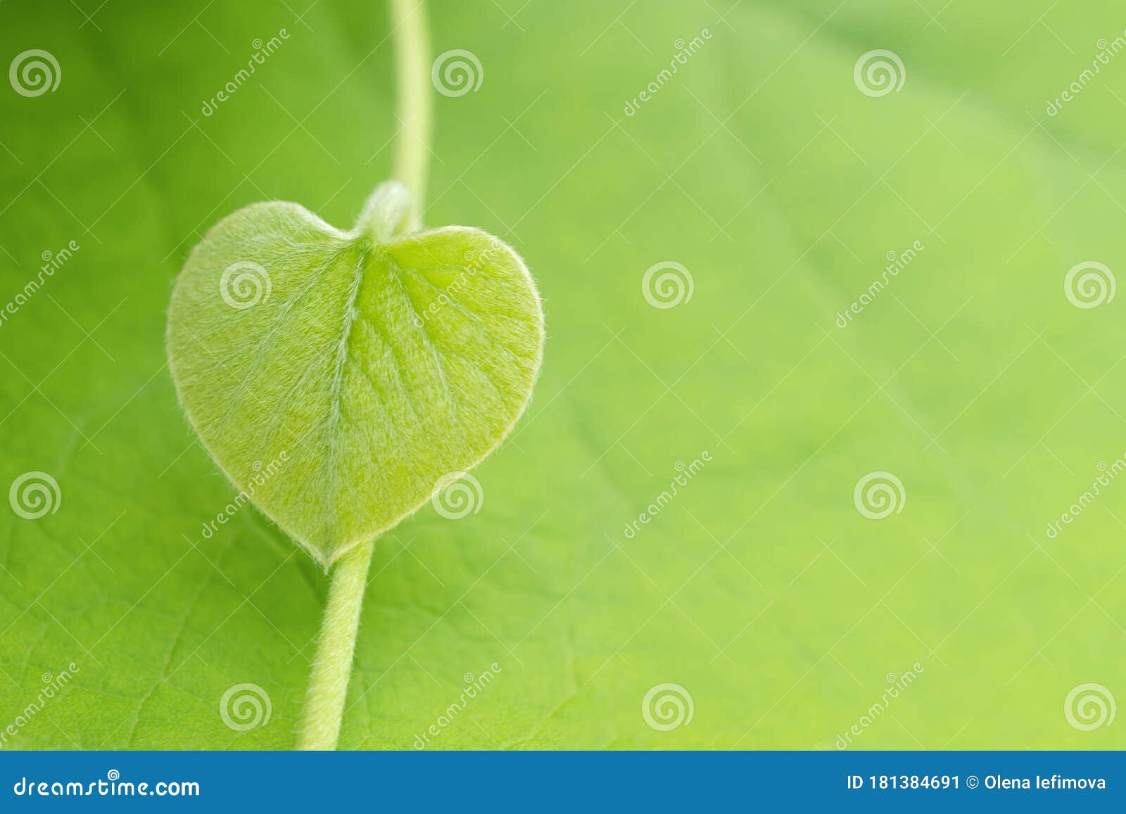Small Fresh Heart Shaped Leaf on Blurred Green Floral Background ...